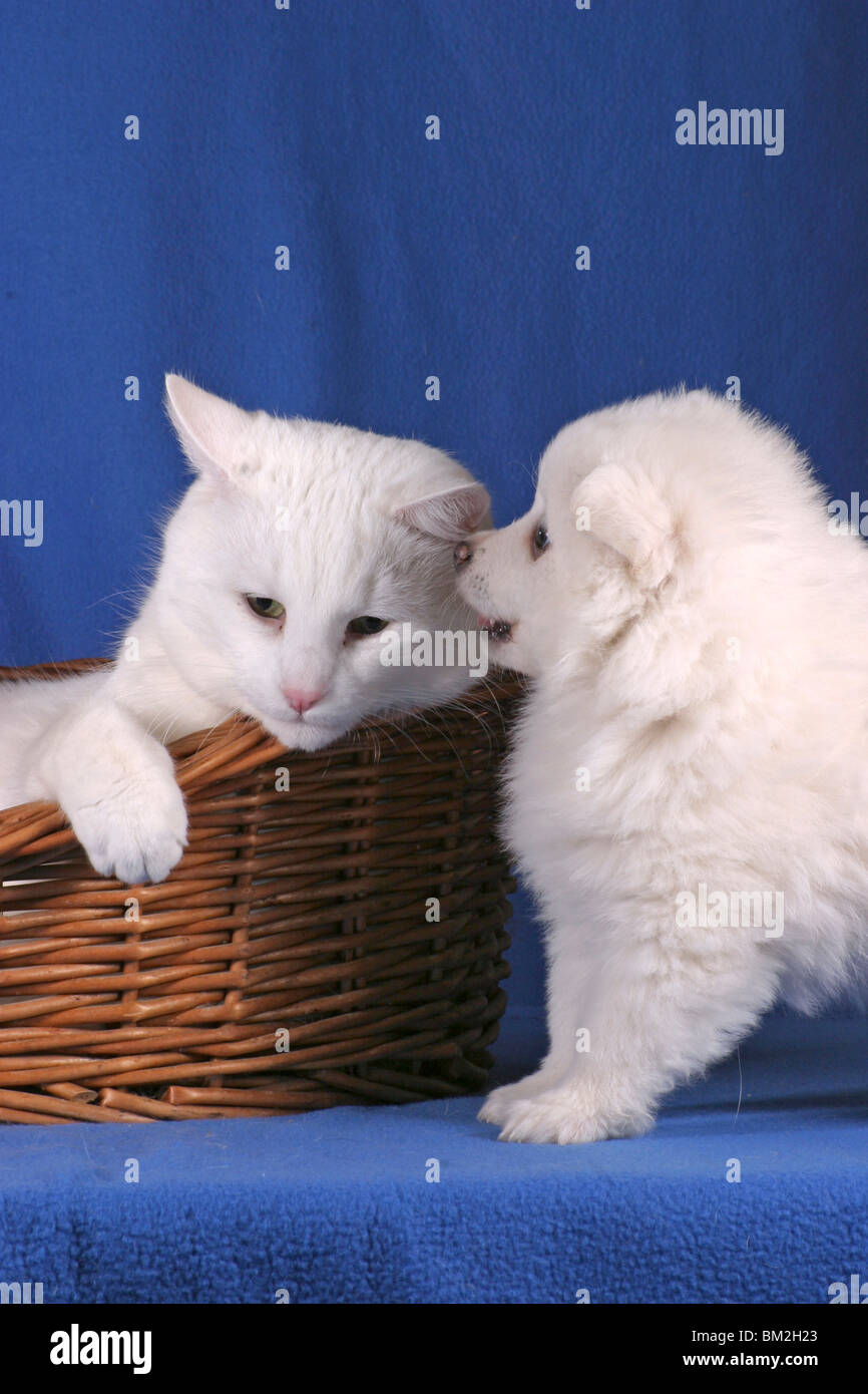 Katze & Spitz Welpe / cat & pomeranian puppy Stock Photo - Alamy