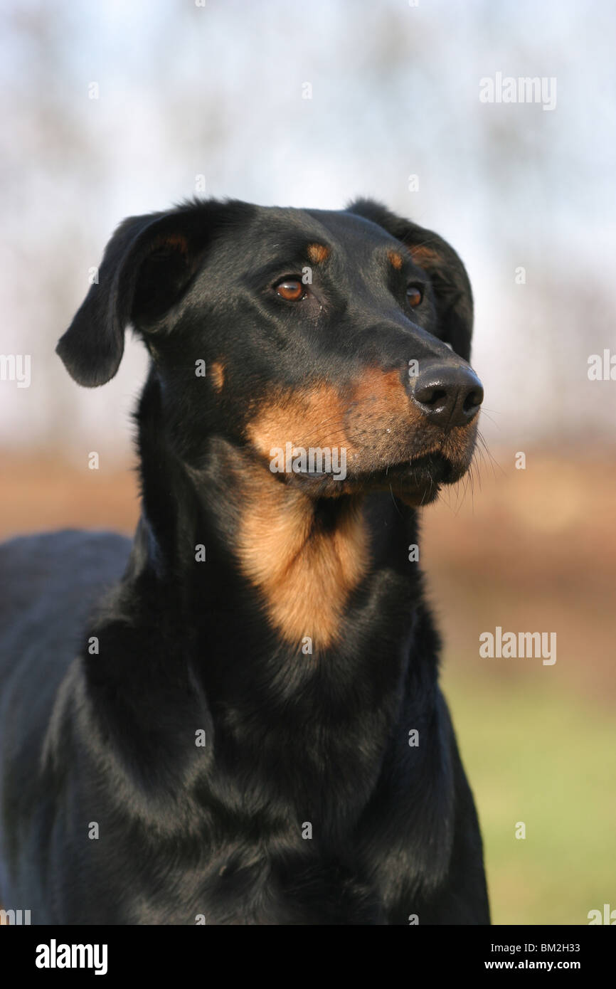 Beauceron im Portrait / beauceron portrait Stock Photo - Alamy