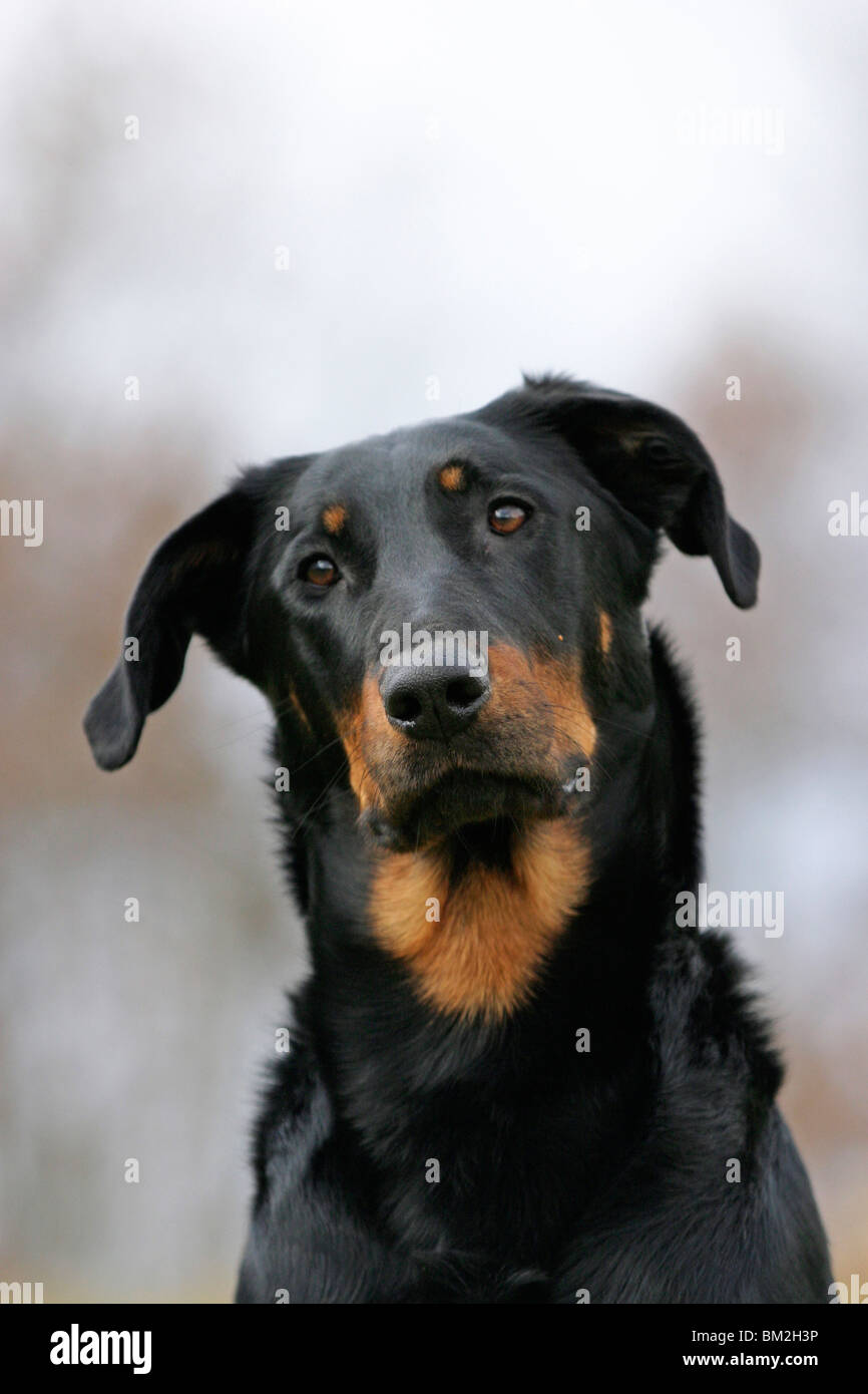 Beauceron im Portrait / beauceron portrait Stock Photo - Alamy