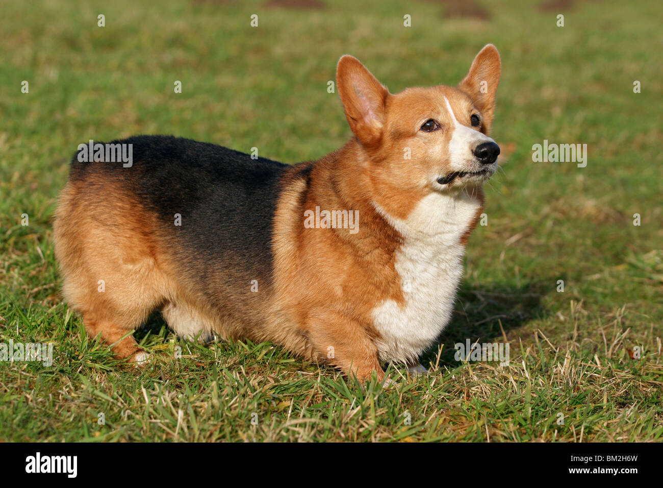 stehender / standing Welsh Corgi Pembroke Stock Photo - Alamy