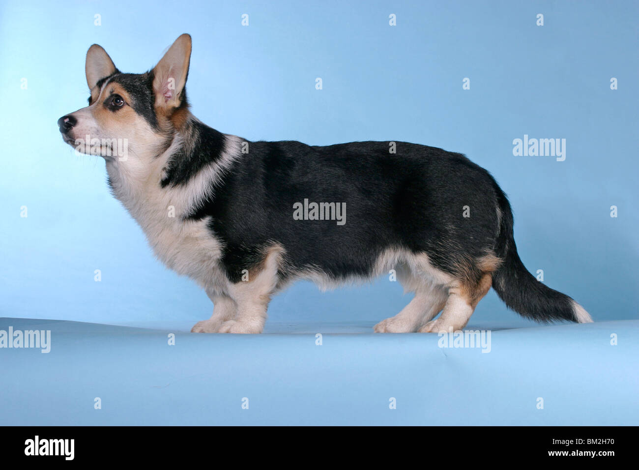 Stehender / standing Welsh Corgi Pembroke Stock Photo - Alamy