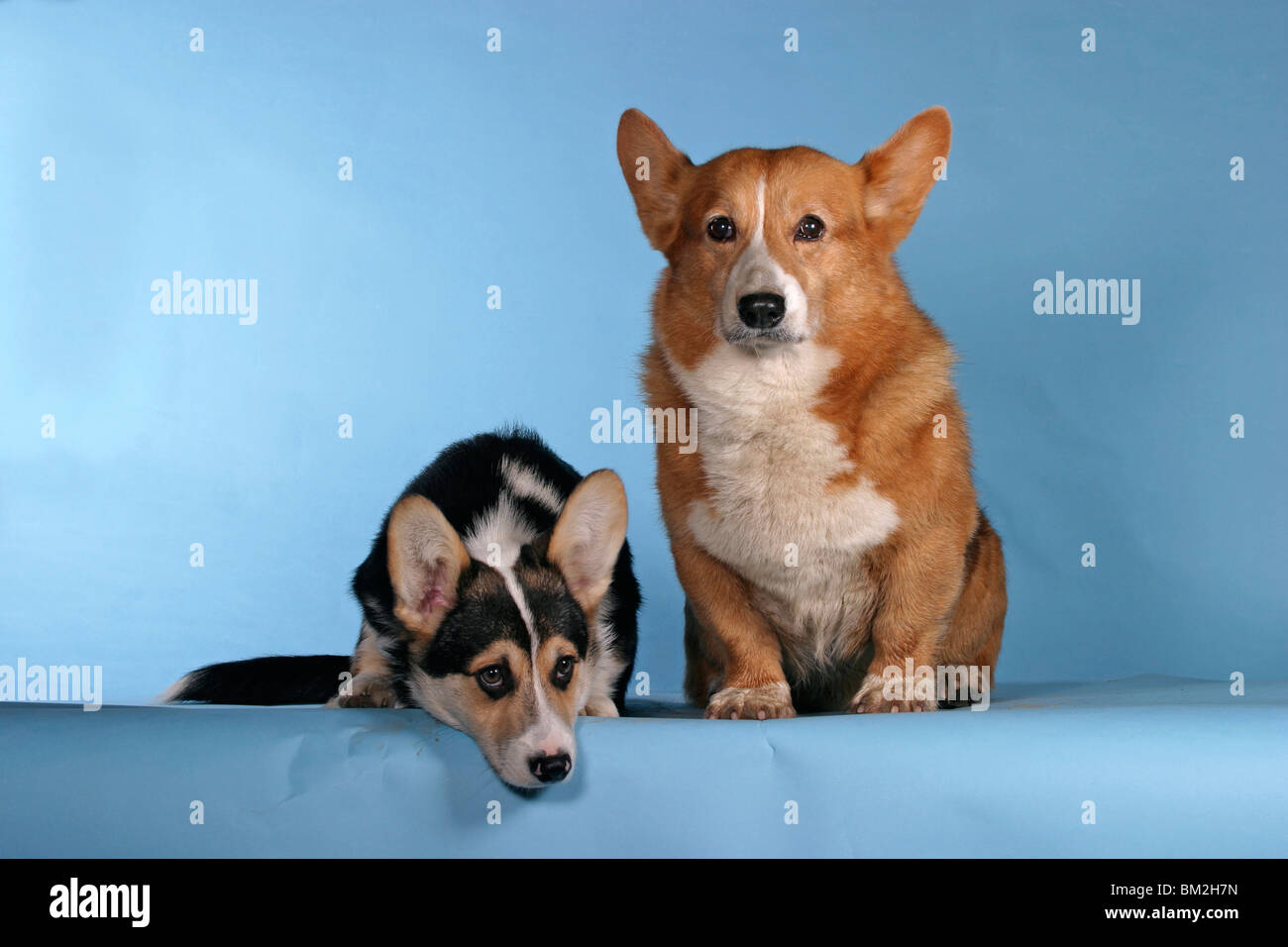 Two pembroke welsh corgi sitting hi-res stock photography and images ...