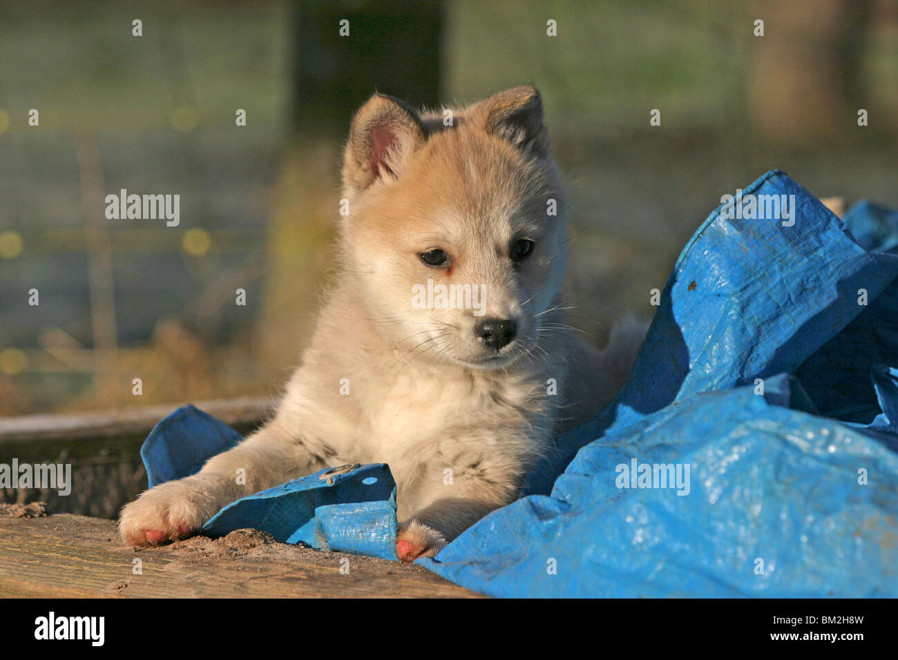Westsibirscher Laika Welpe / laika puppy Stock Photo - Alamy