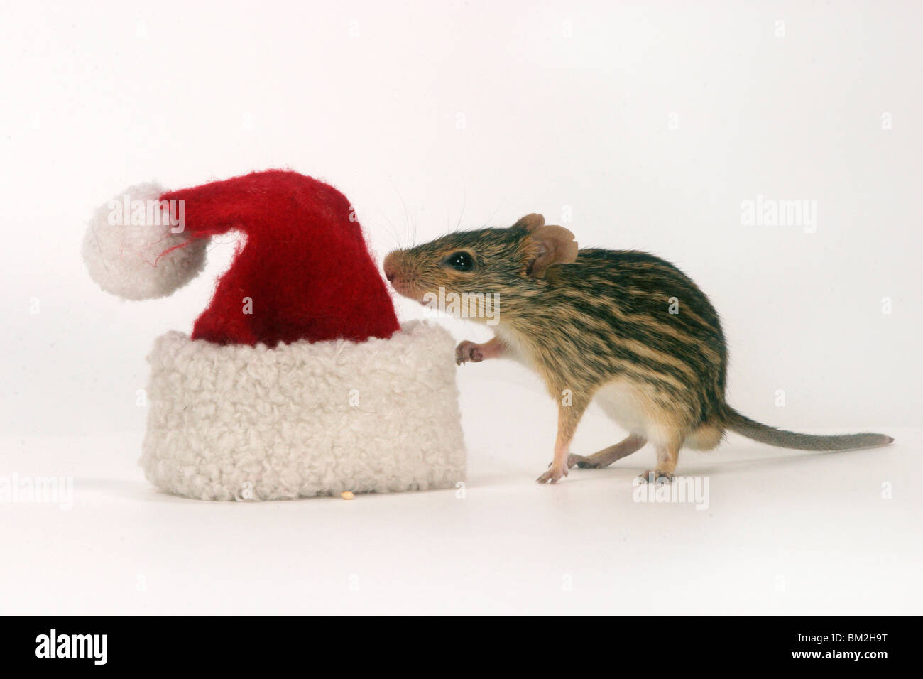 Advent mice hi-res stock photography and images - Alamy