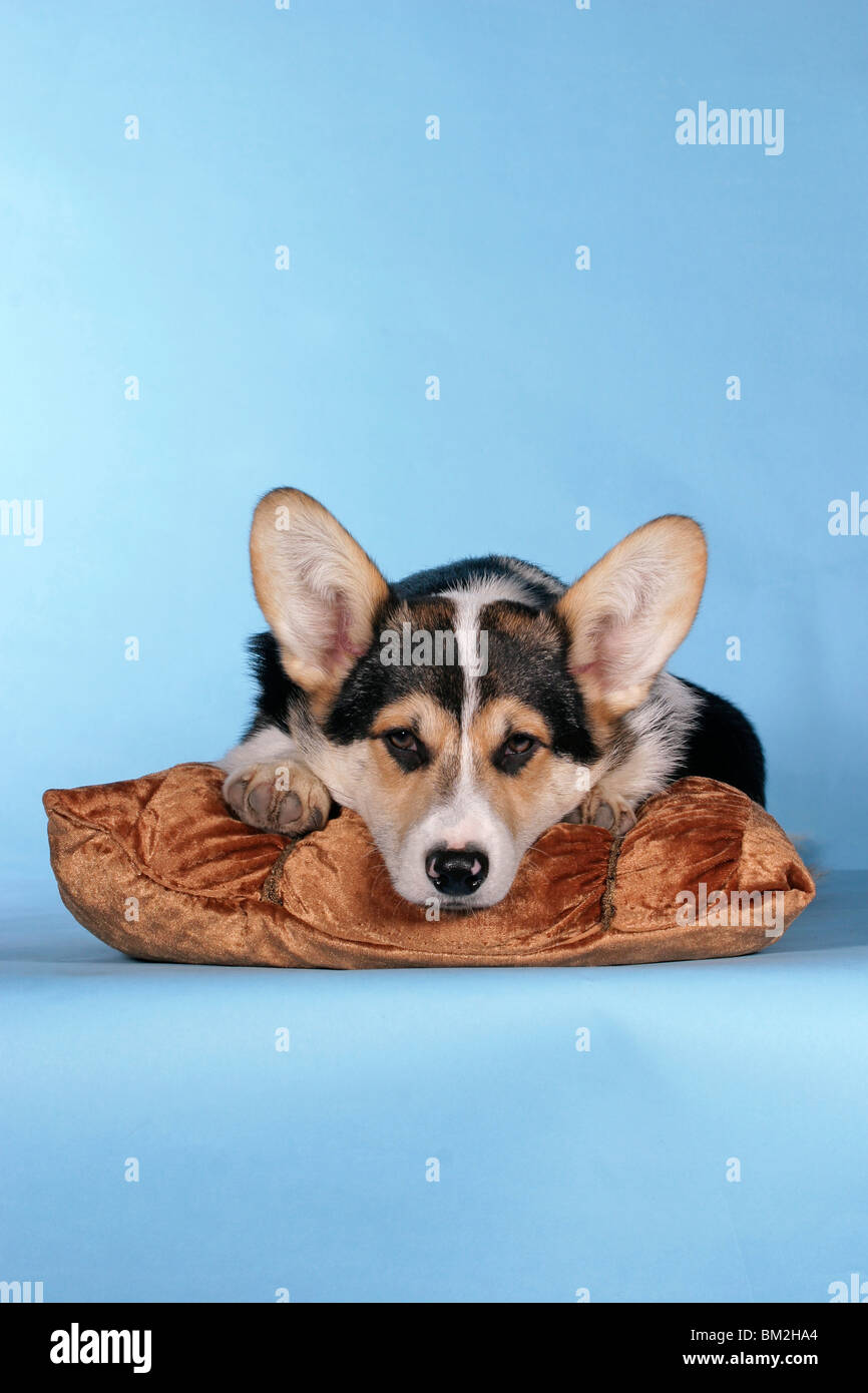 Cute tricolor pembroke welsh corgi hi-res stock photography and images ...