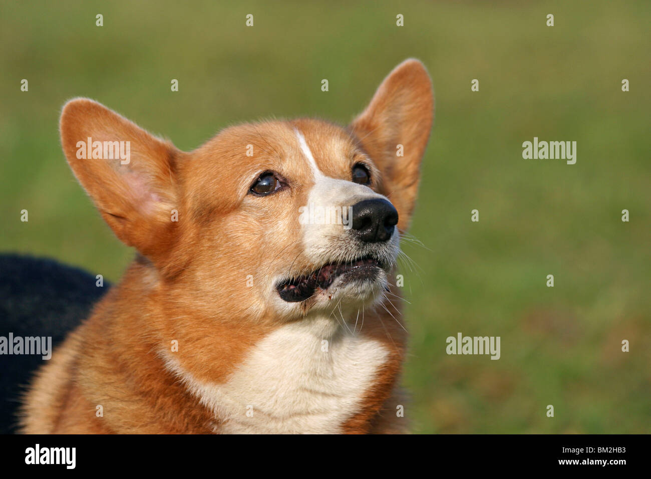 Welsh Corgi Pembroke Portrait Stock Photo - Alamy