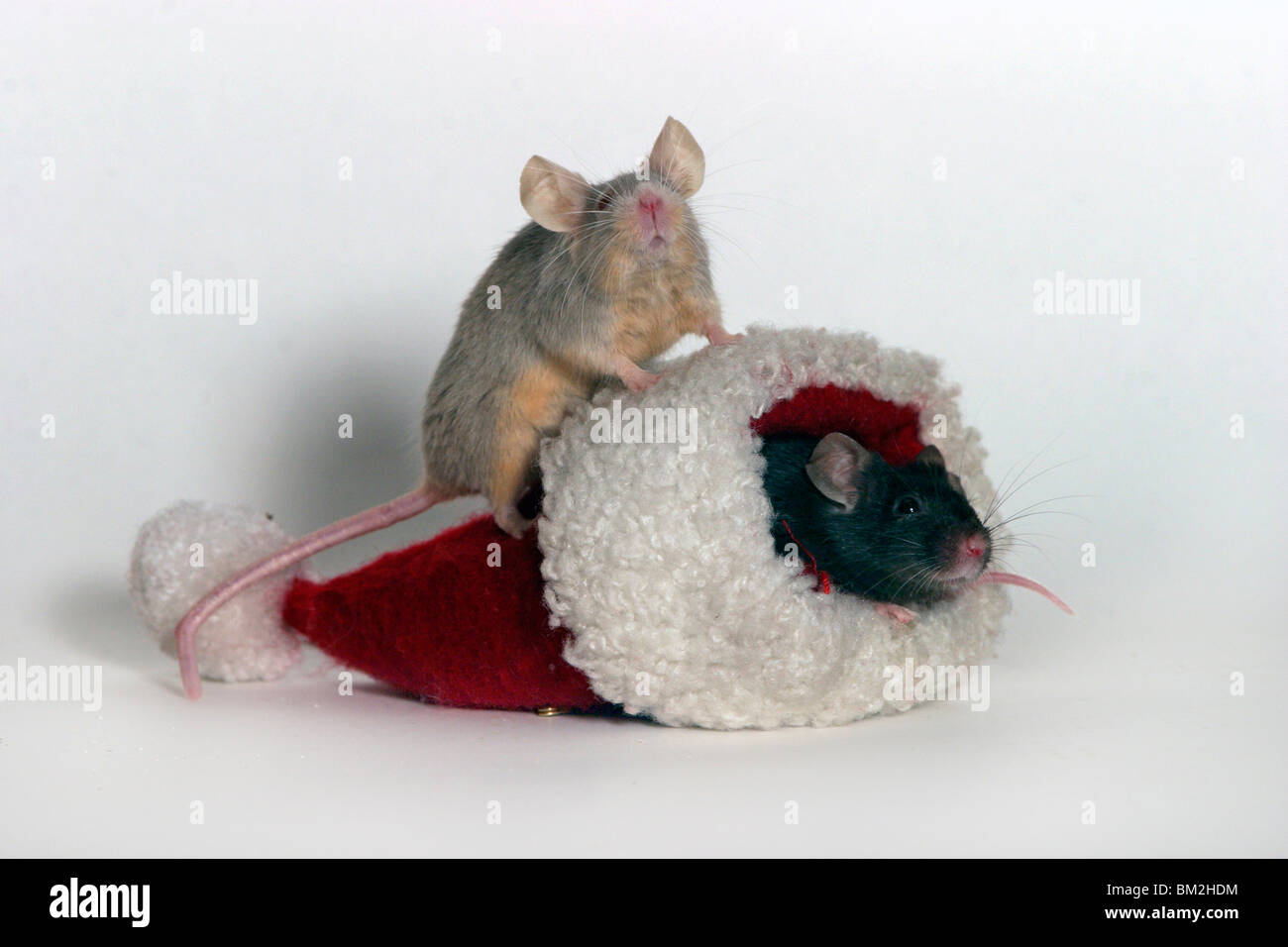 Advent Mice High Resolution Stock Photography and Images - Alamy