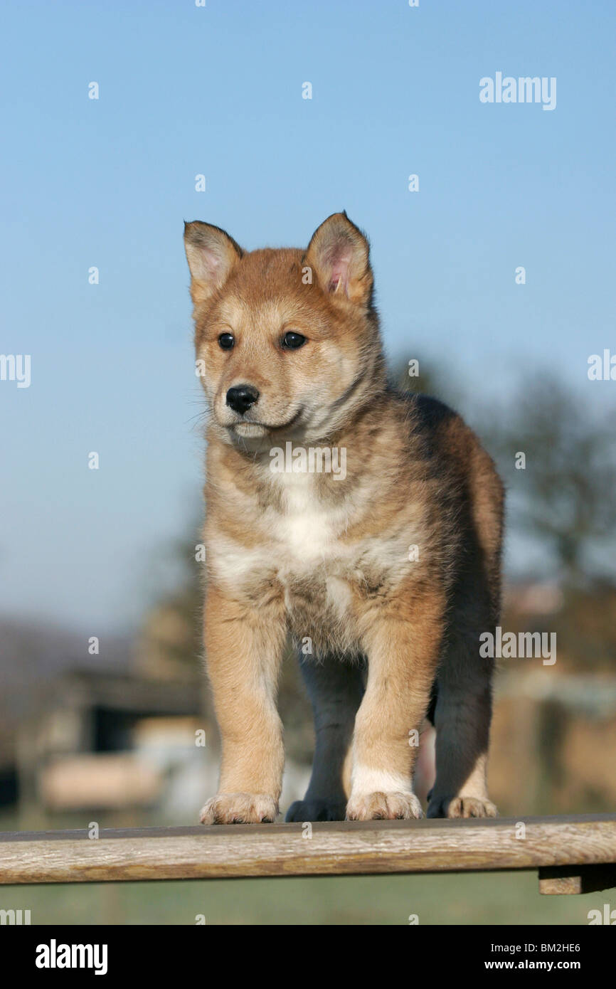stehender Westsibirischer Laika / standing laika Stock Photo - Alamy