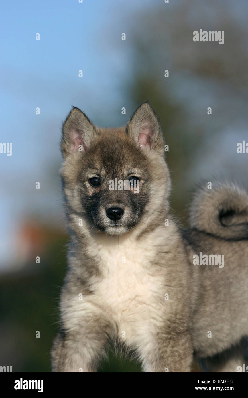 stehender Westsibirischer Laika / standing laika Stock Photo - Alamy