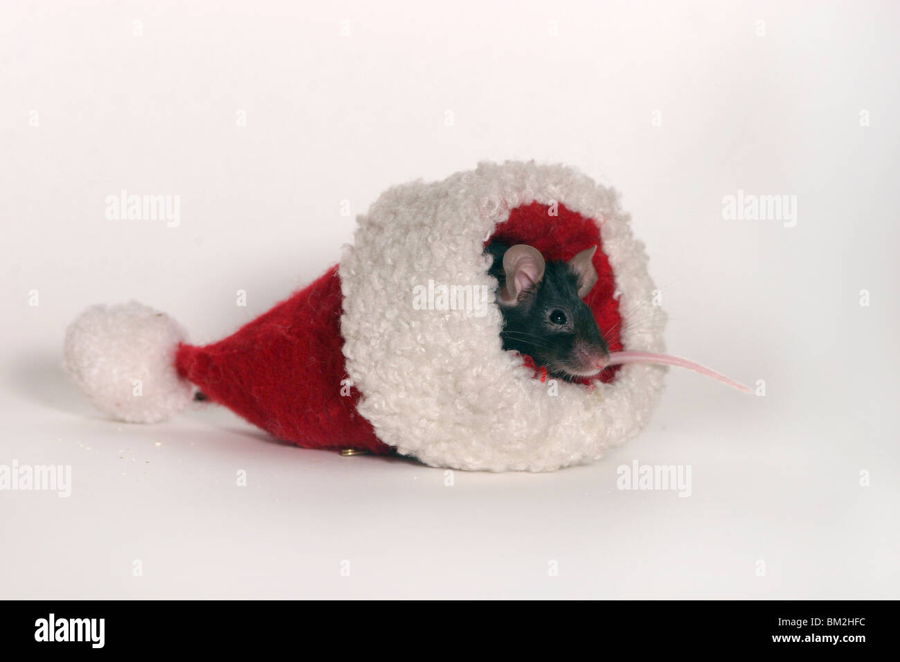 Advent mice hi-res stock photography and images - Alamy