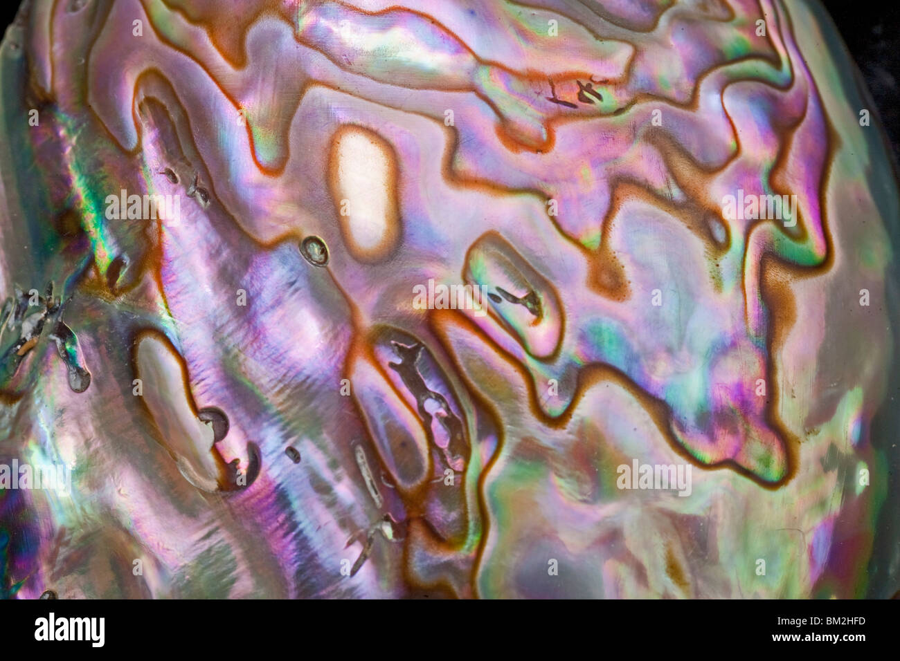 Paua sea snail shell detail Stock Photo - Alamy