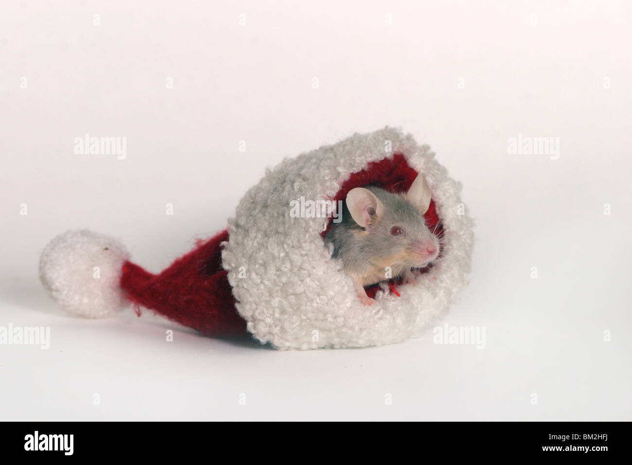 Advent Mice High Resolution Stock Photography and Images - Alamy