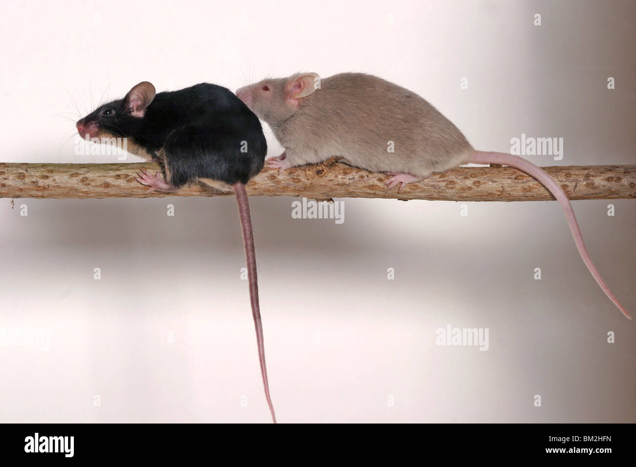 Farbmäuse / mice Stock Photo - Alamy