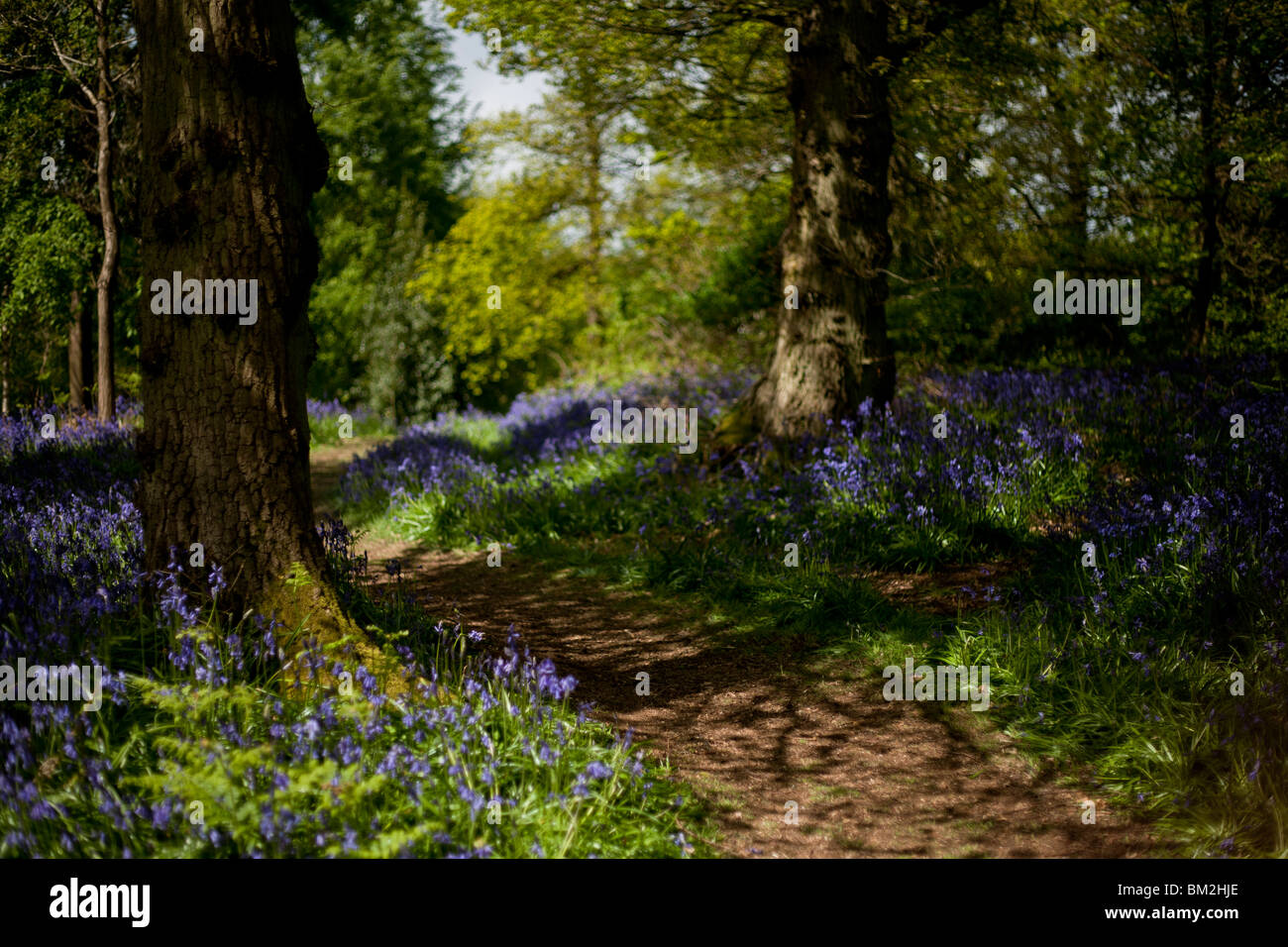 bluebells lit by sunlight in woodland Stock Photo - Alamy
