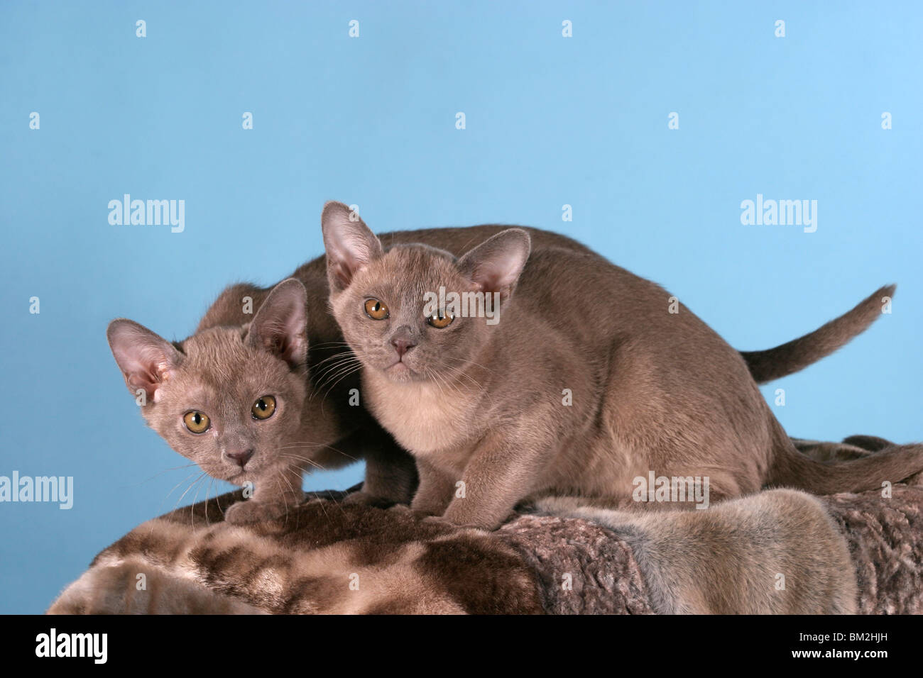 Zwei Burma Kätzchen / two burma kitten Stock Photo - Alamy