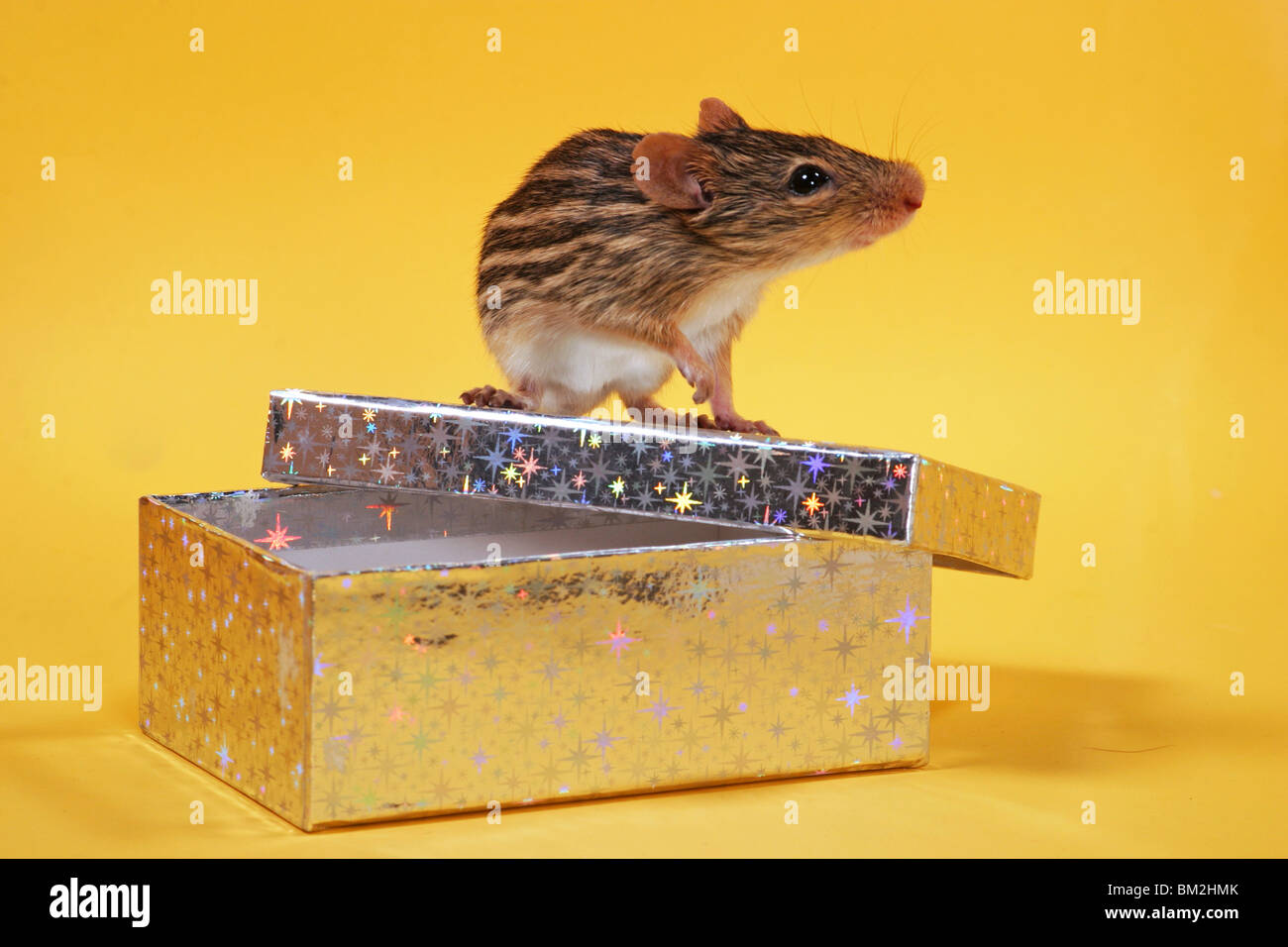 Grasmaus hi-res stock photography and images - Alamy