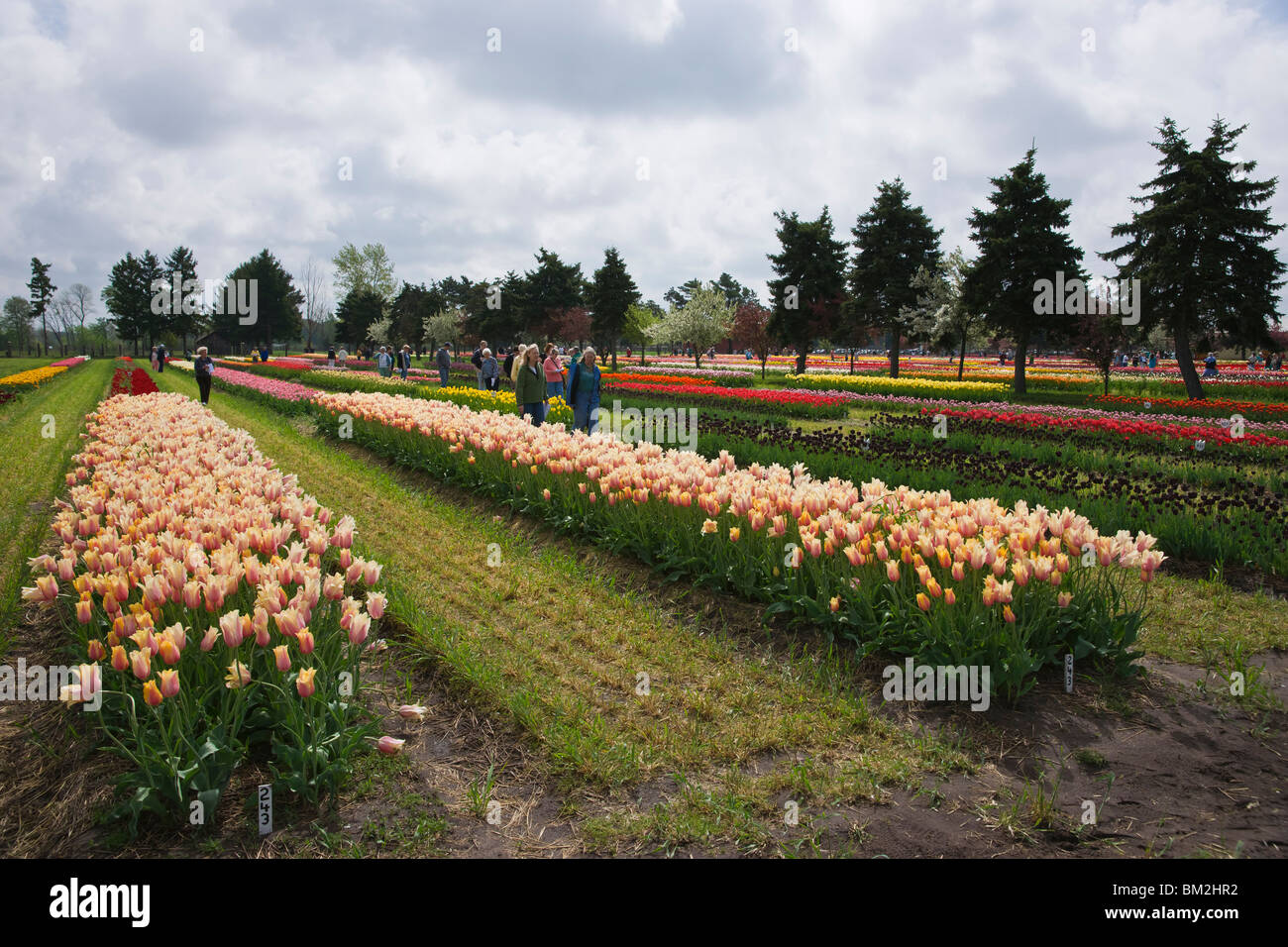 Dutch landscape colorful tulips hi-res stock photography and images - Alamy