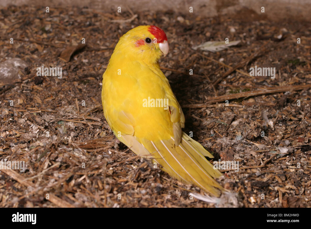 Ziegensittich hi-res stock photography and images - Alamy
