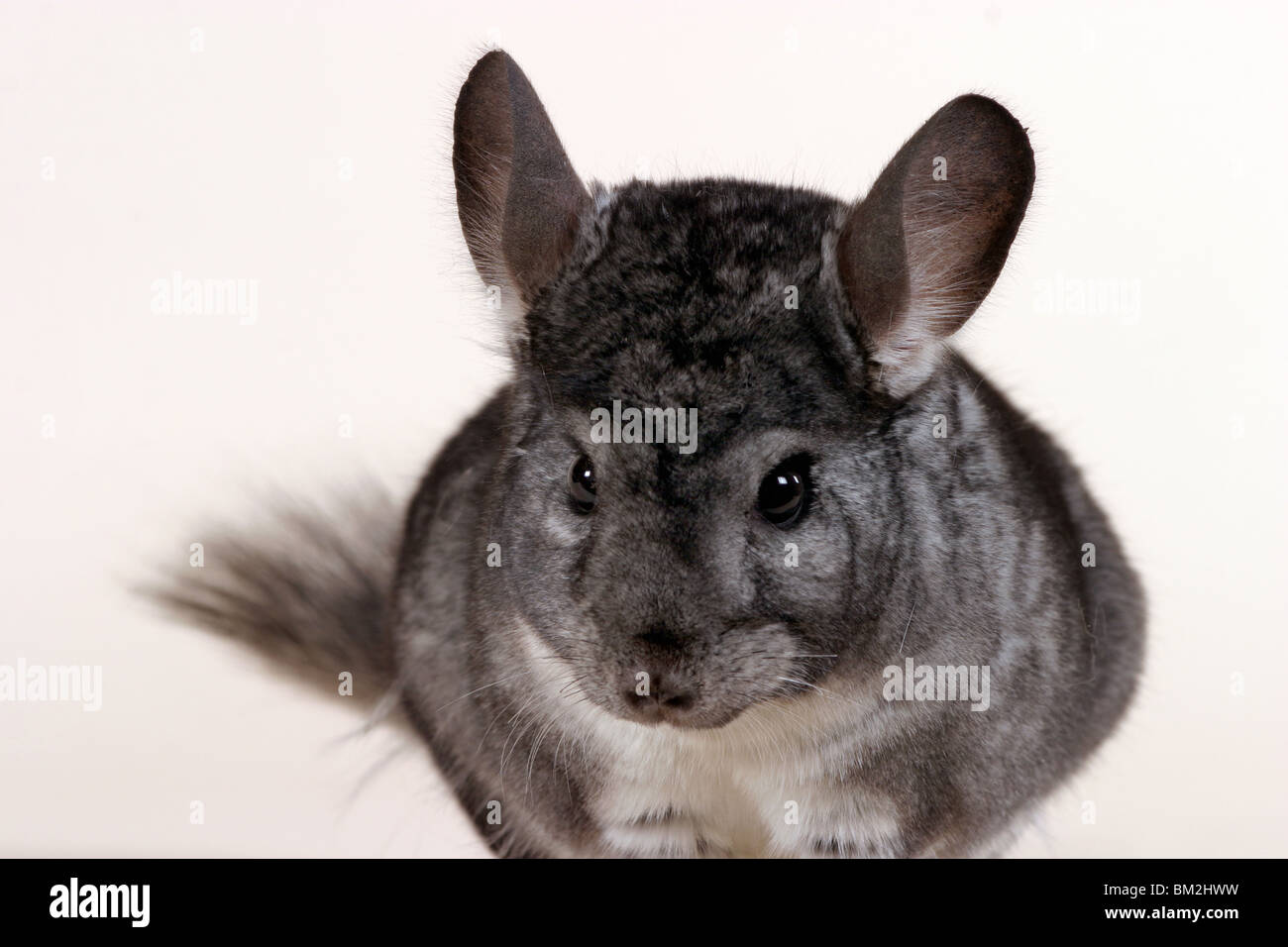 Chinchilla Portrait / laniger portrait Stock Photo - Alamy