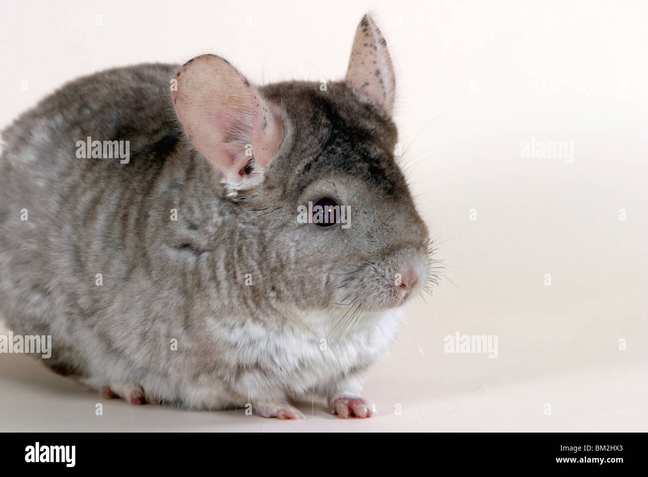 Chinchilla / Laniger Stock Photo - Alamy