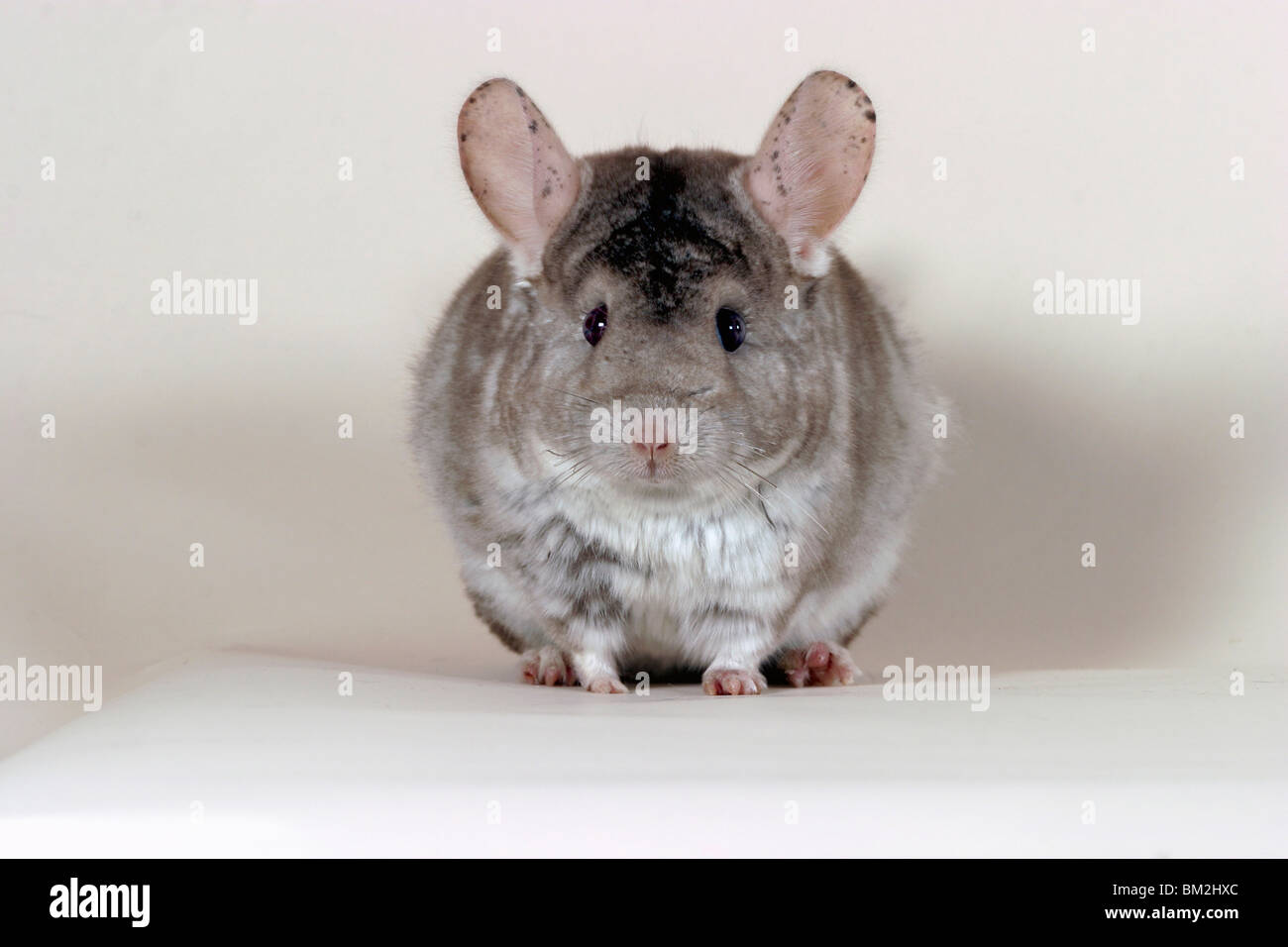 Chinchilla lanigera eating hi-res stock photography and images - Alamy