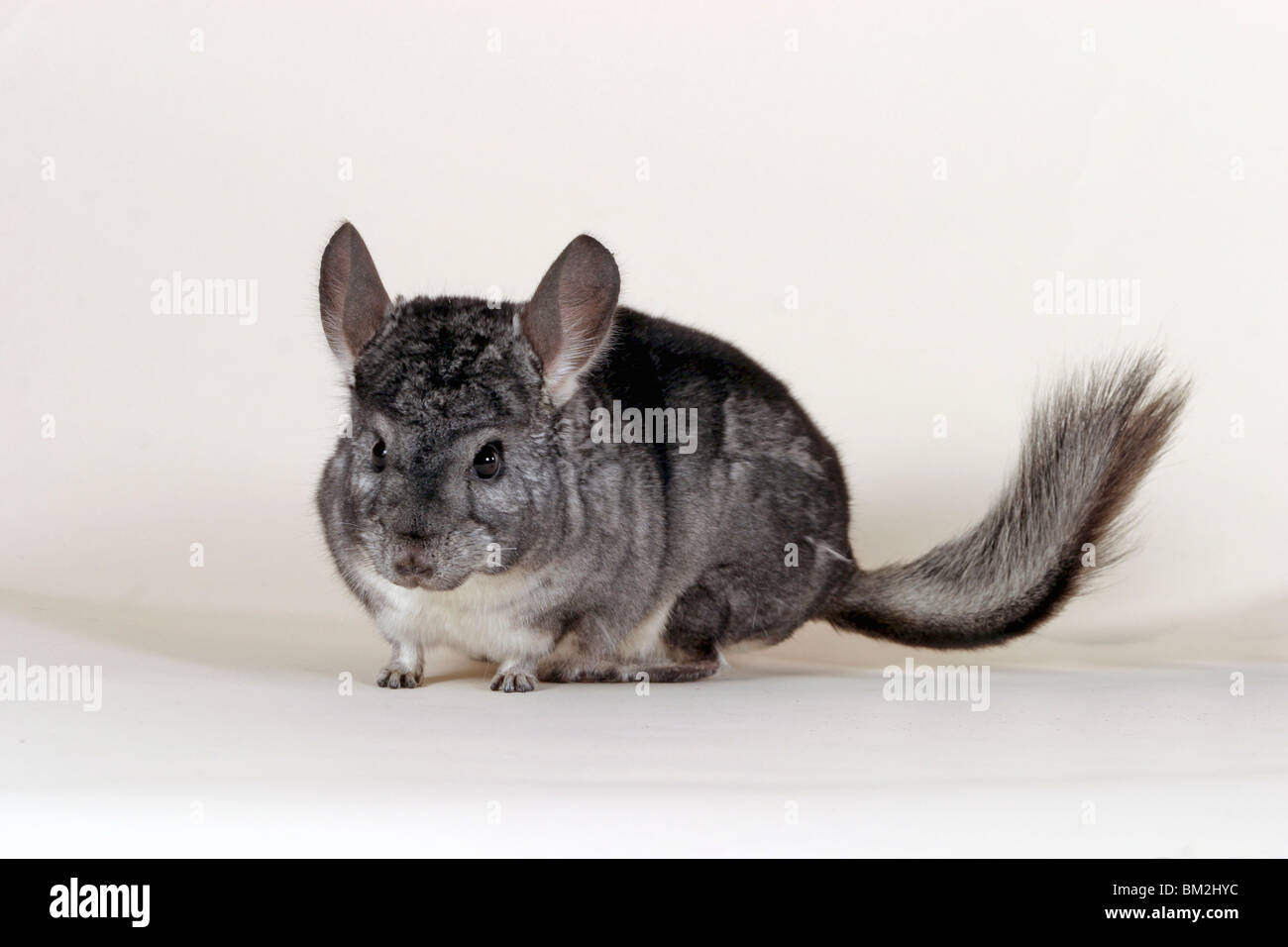 Chinchilla / Laniger Stock Photo - Alamy