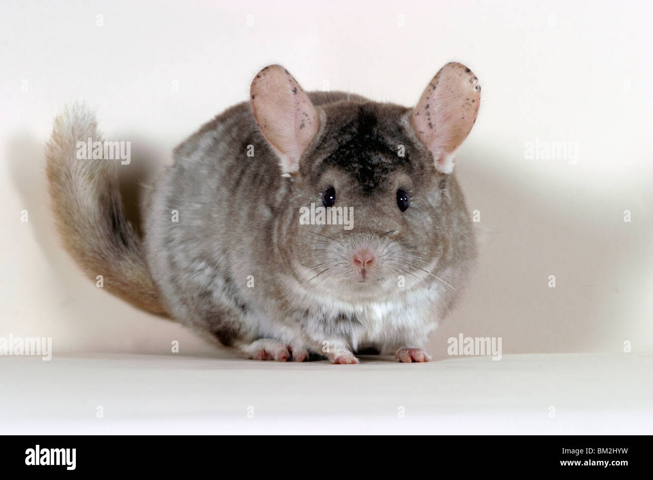Chinchilla / Laniger Stock Photo - Alamy