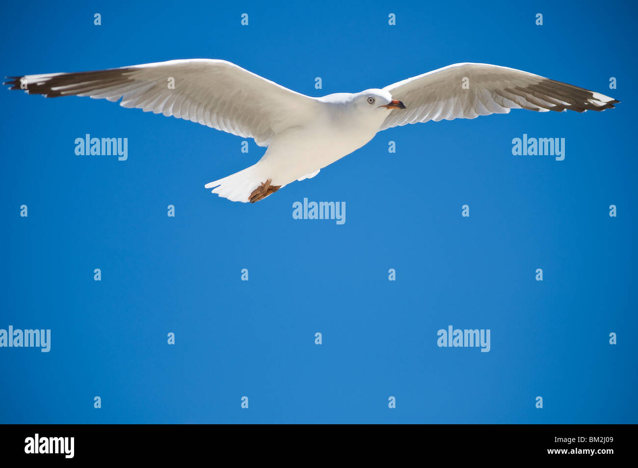 Seagull in full flight Stock Photo - Alamy