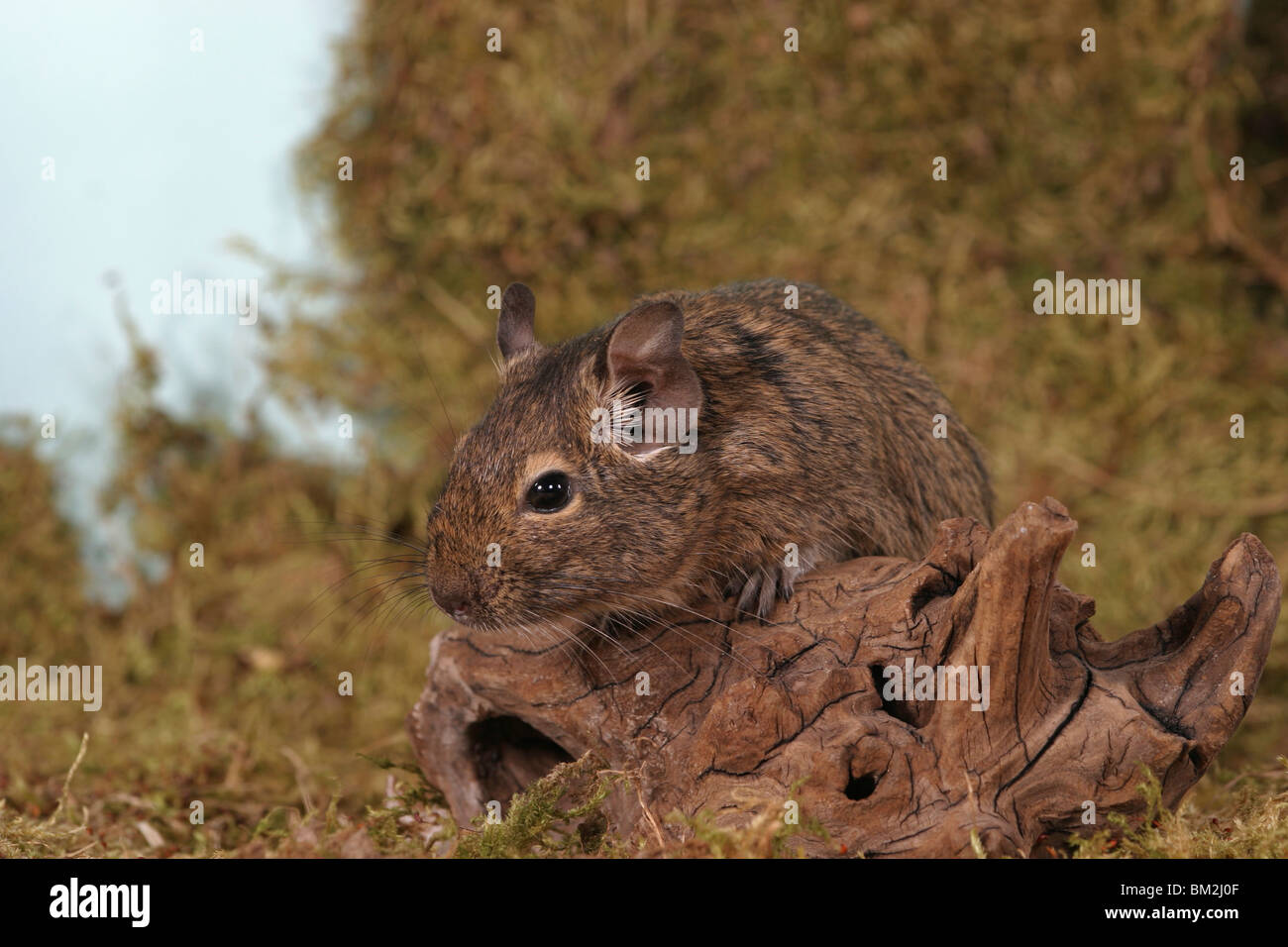 Degu / Octodon Stock Photo - Alamy