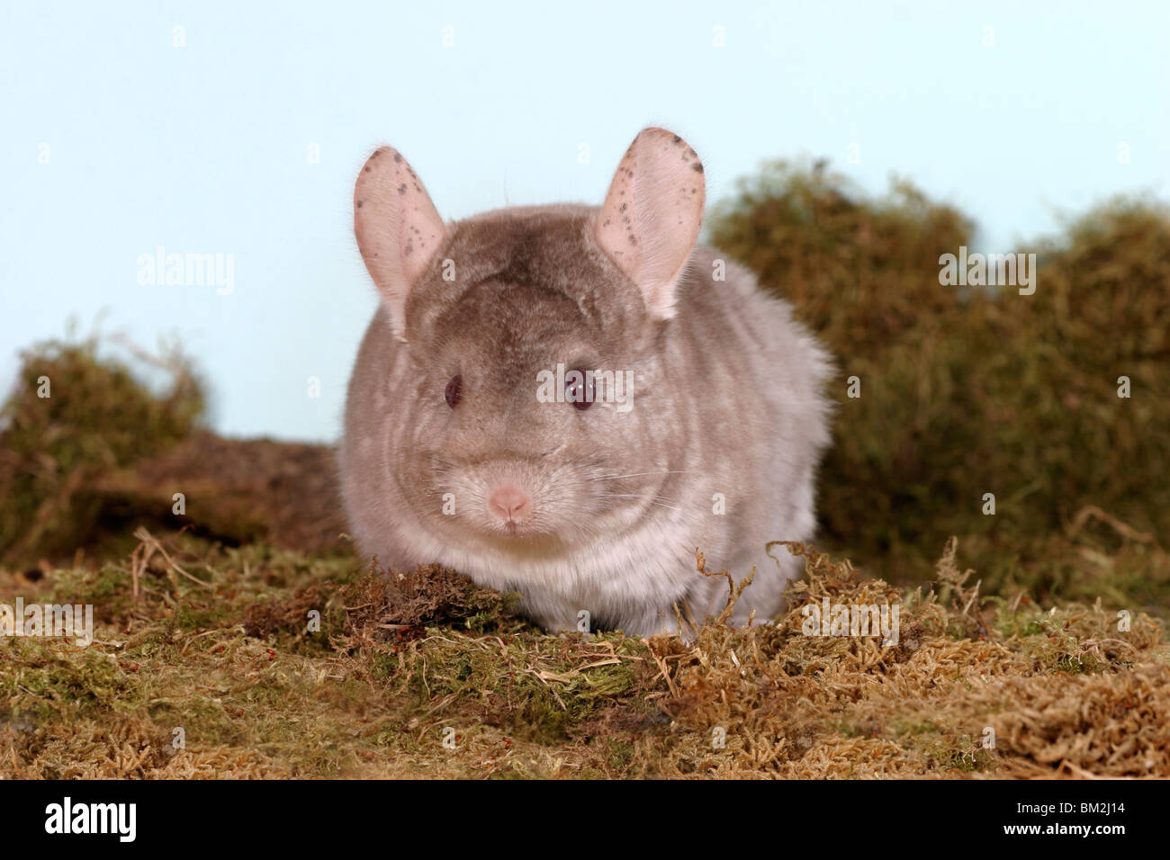 Beige Chinchilla High Resolution Stock Photography and Images - Alamy