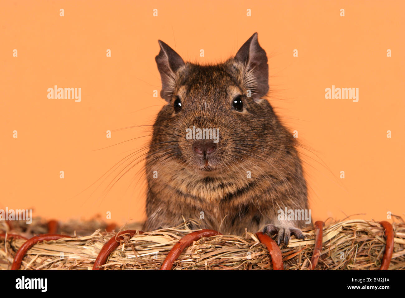 Degu Portrait / octodon portrait Stock Photo - Alamy