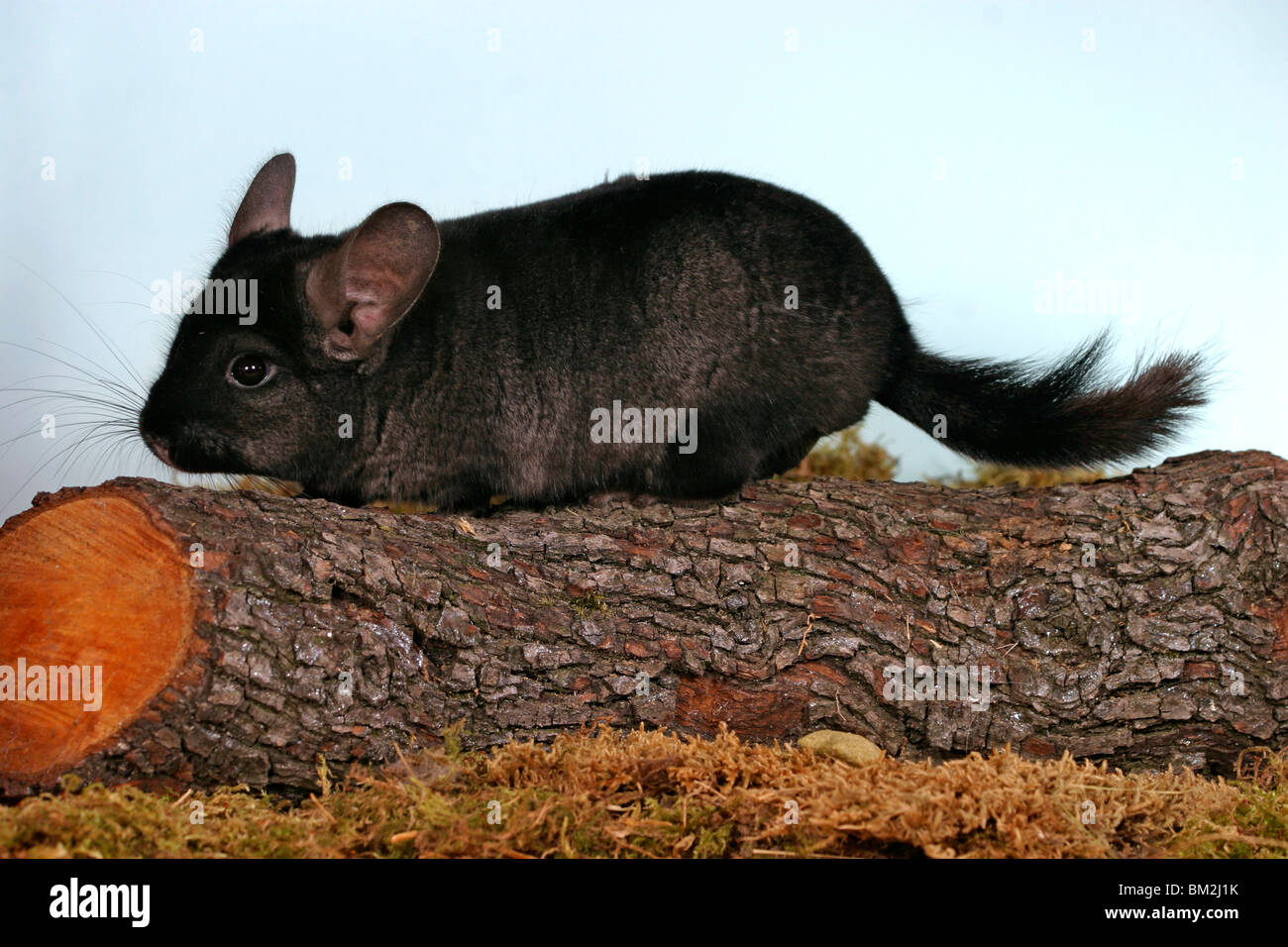Chinchilla / Laniger Stock Photo - Alamy