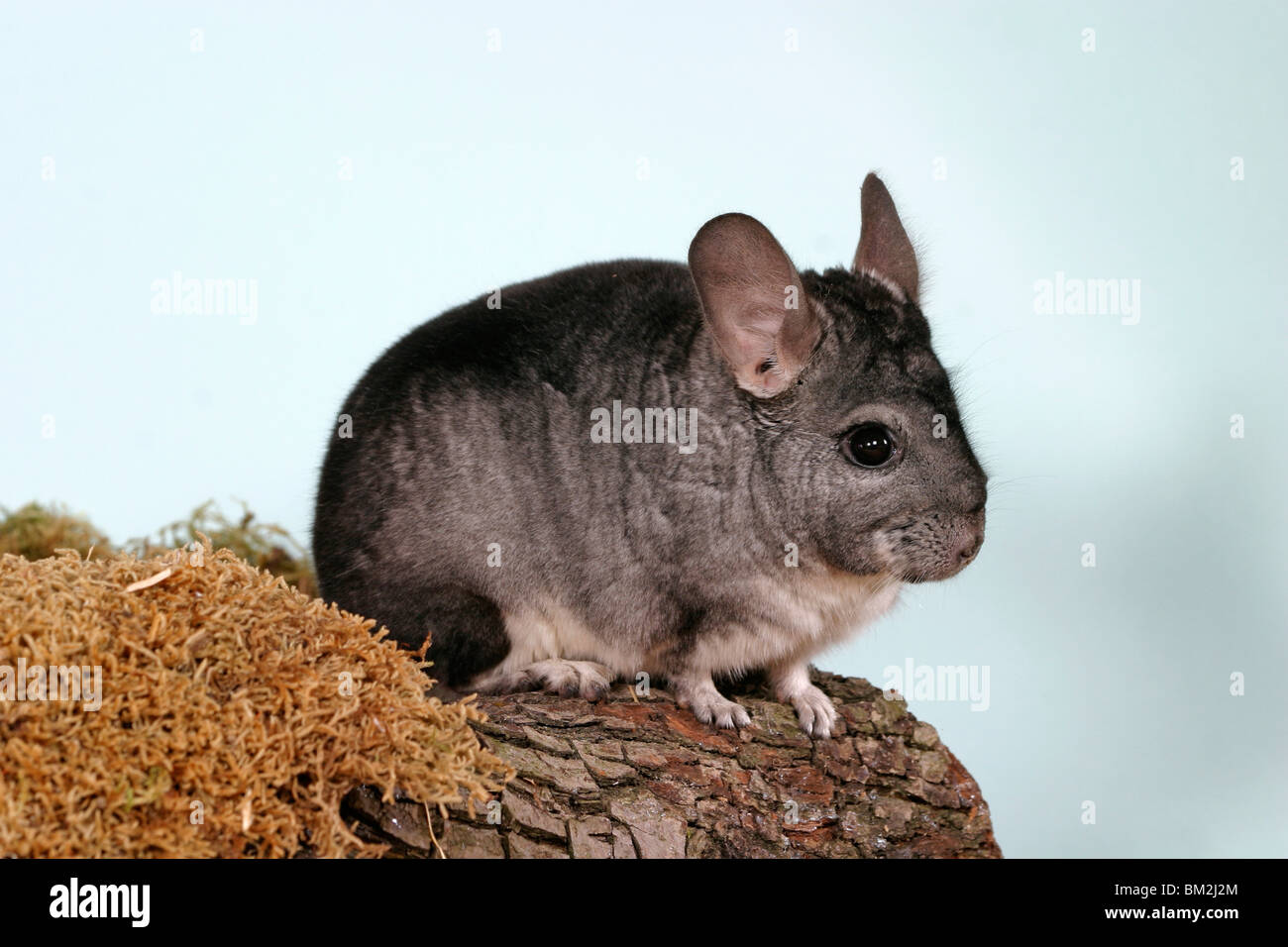 Chinchilla / Laniger Stock Photo - Alamy