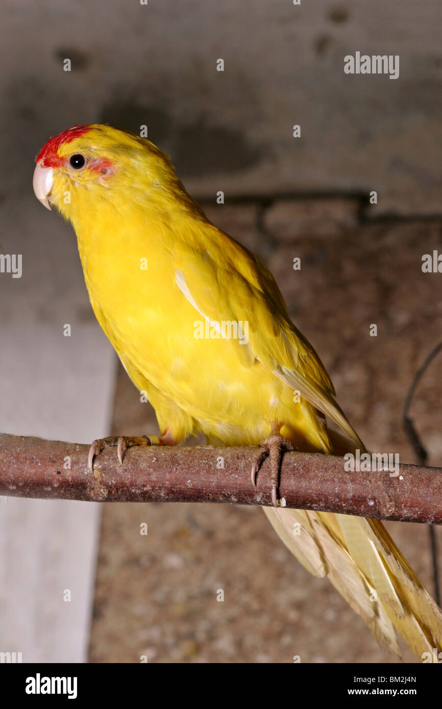 Ziegensittich hi-res stock photography and images - Alamy