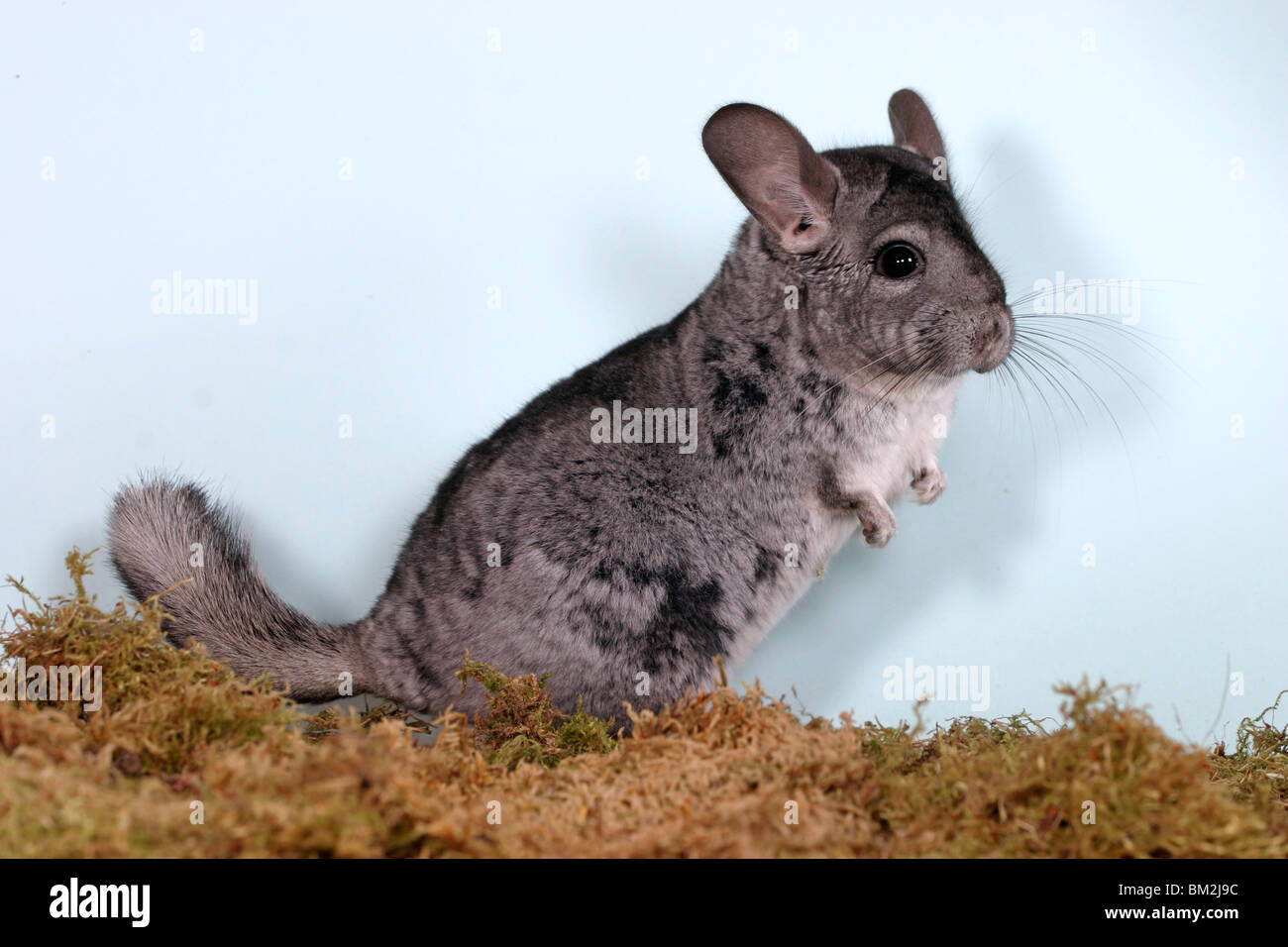 Chinchilla standing hi-res stock photography and images - Alamy