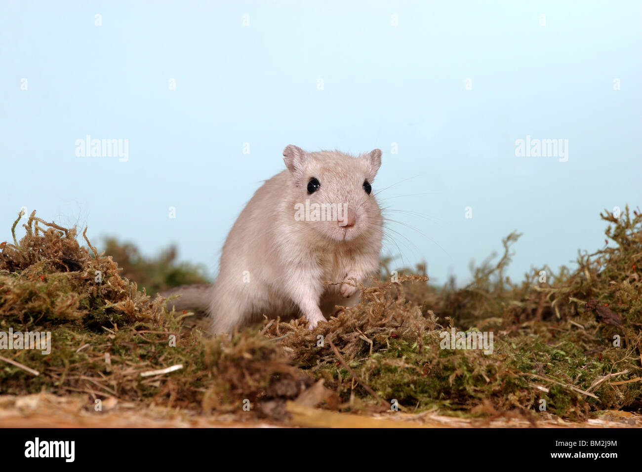 Mongolische High Resolution Stock Photography and Images - Alamy