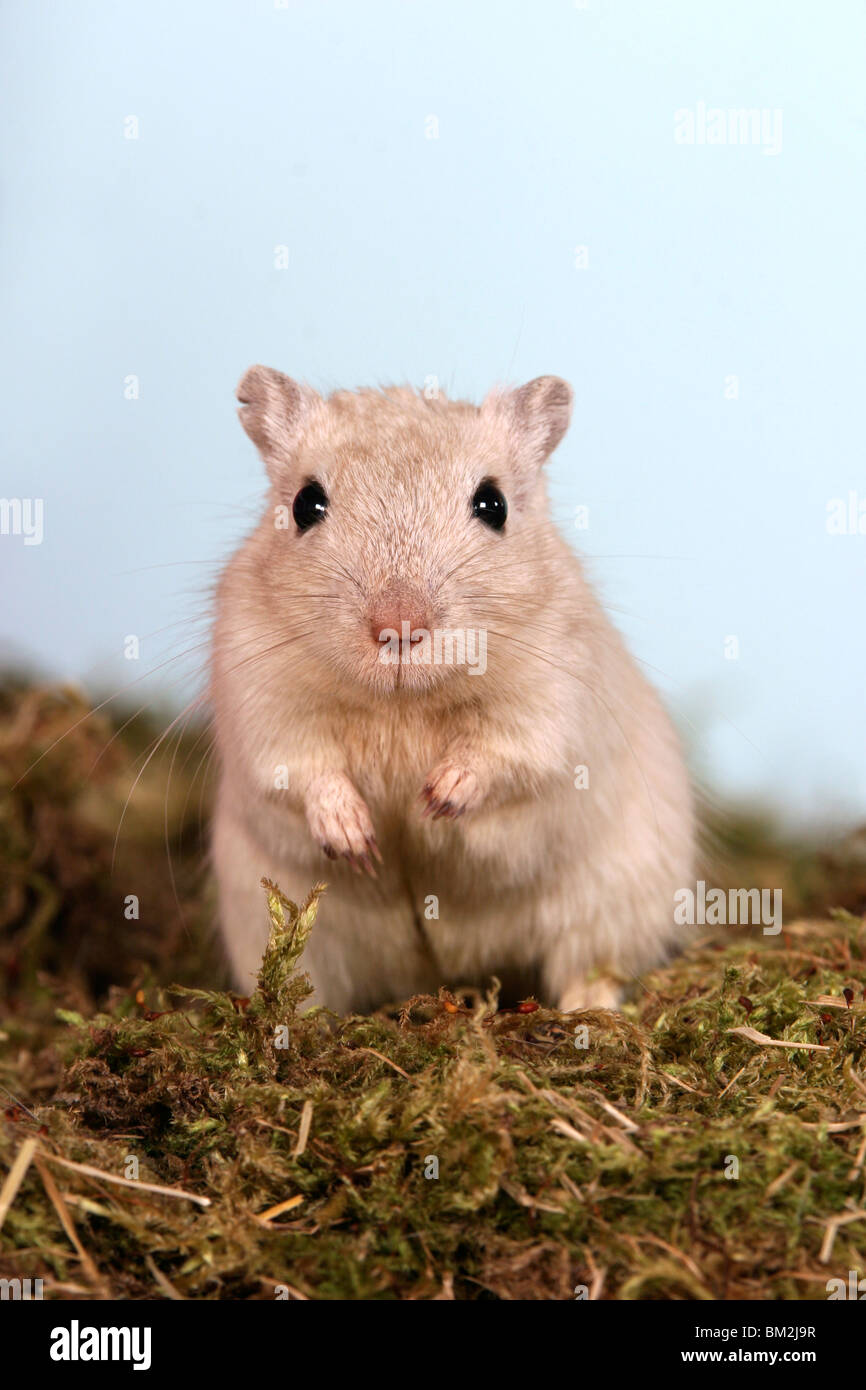 Mongolische Wüstenrennmaus / mongolian mouse Stock Photo - Alamy