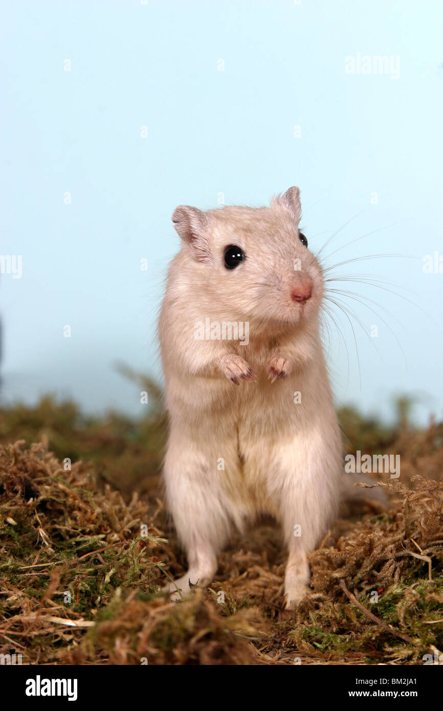 Mongolische Wüstenrennmaus / mongolian mouse Stock Photo - Alamy