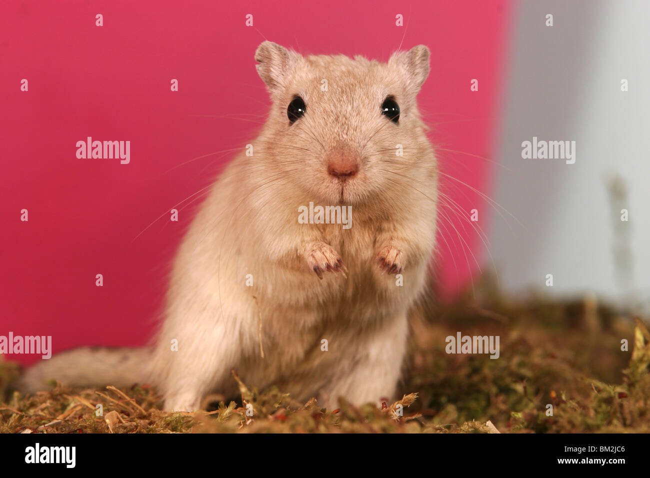 Mongolische High Resolution Stock Photography and Images - Alamy