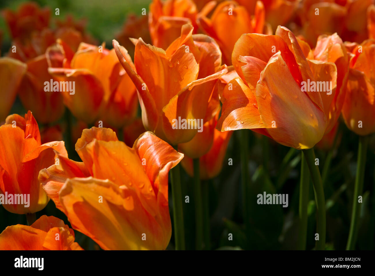 A close-up of blooming Orange Emperor tulips taken in Holland Michigan ...