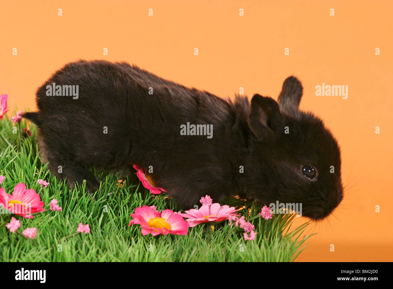 Schwarze kaninchen hi-res stock photography and images - Alamy