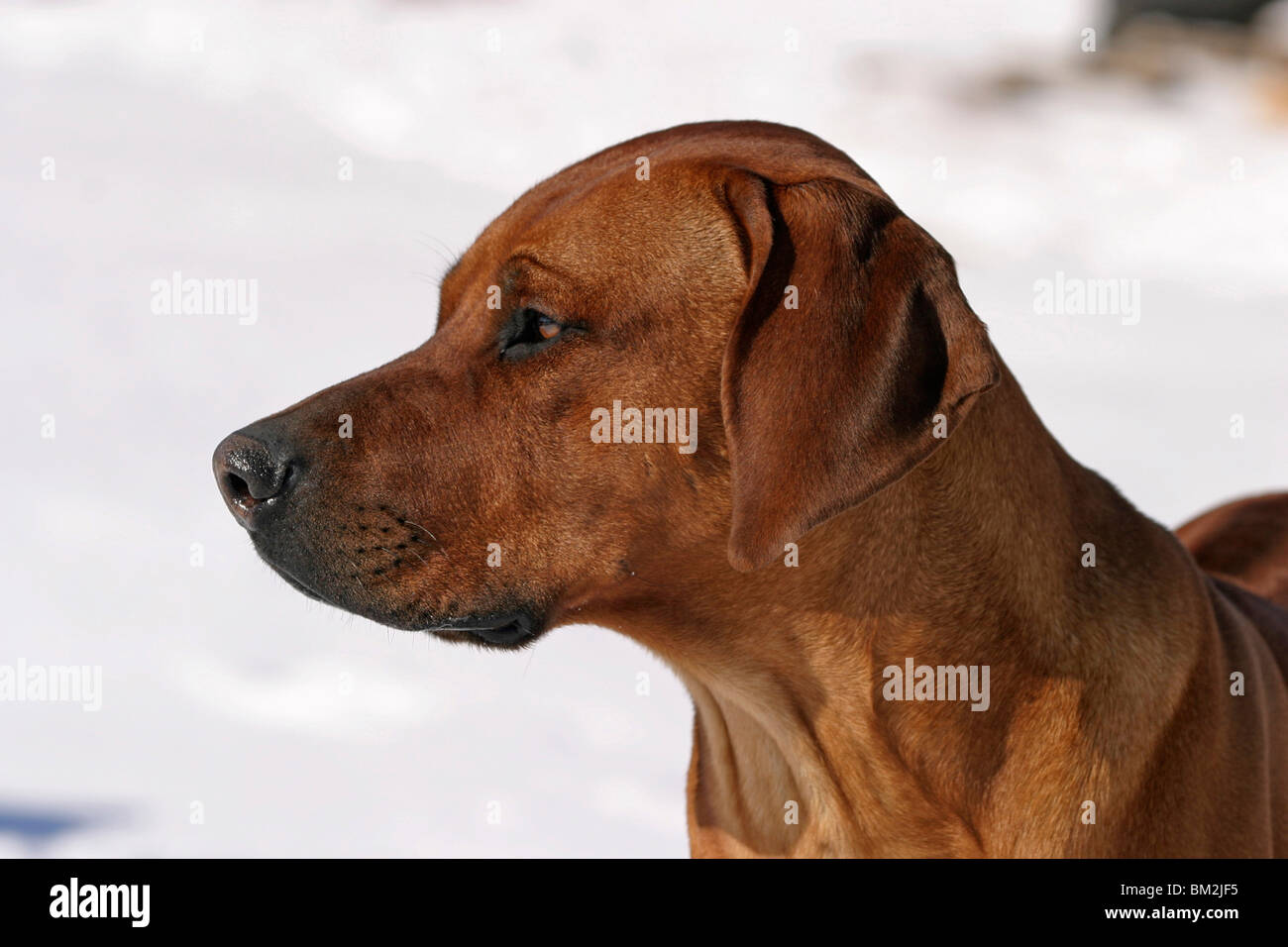 Rhodesian Ridgeback Portrait Stock Photo - Alamy