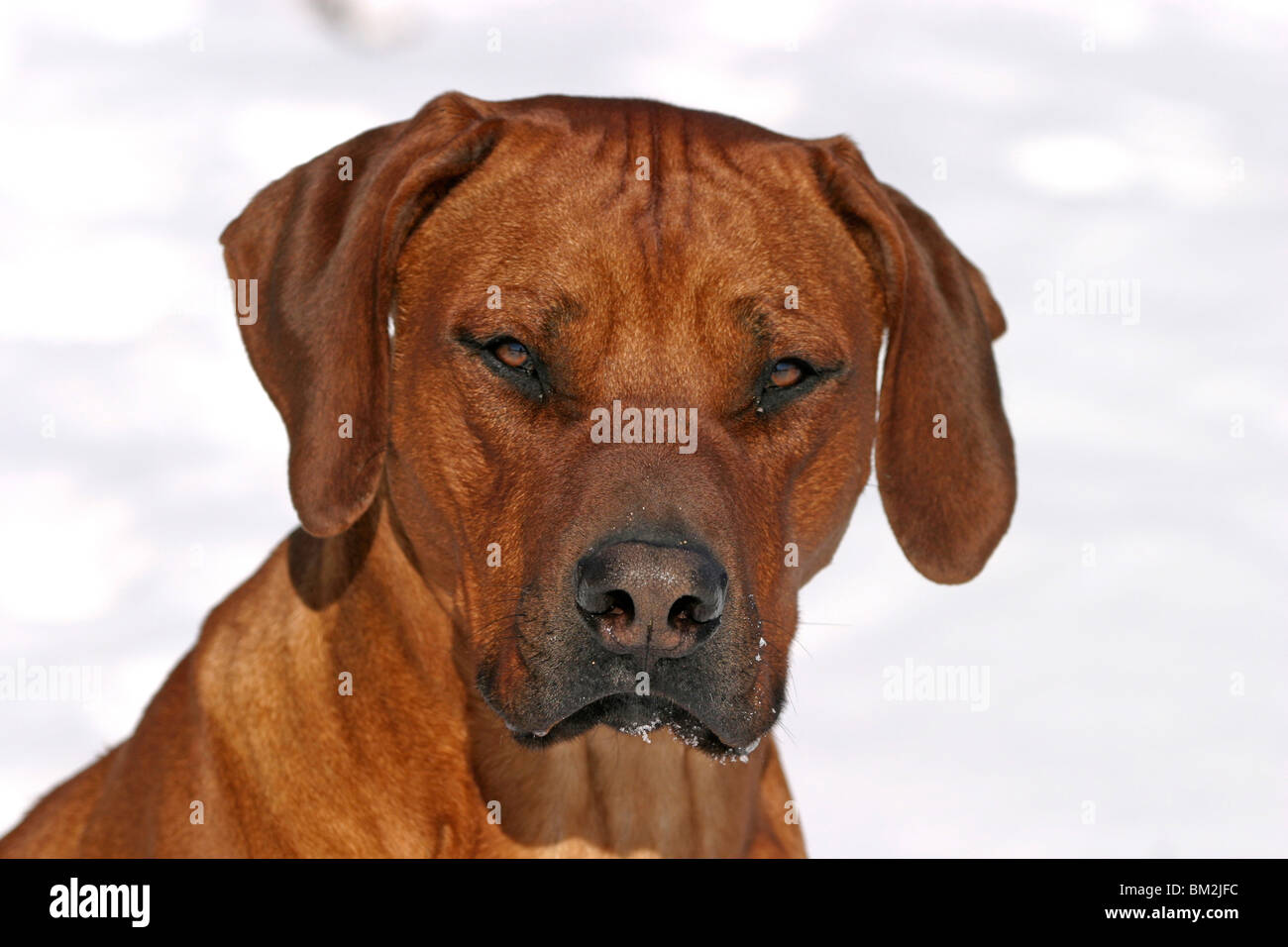 Rhodesian Ridgeback Portrait Stock Photo - Alamy