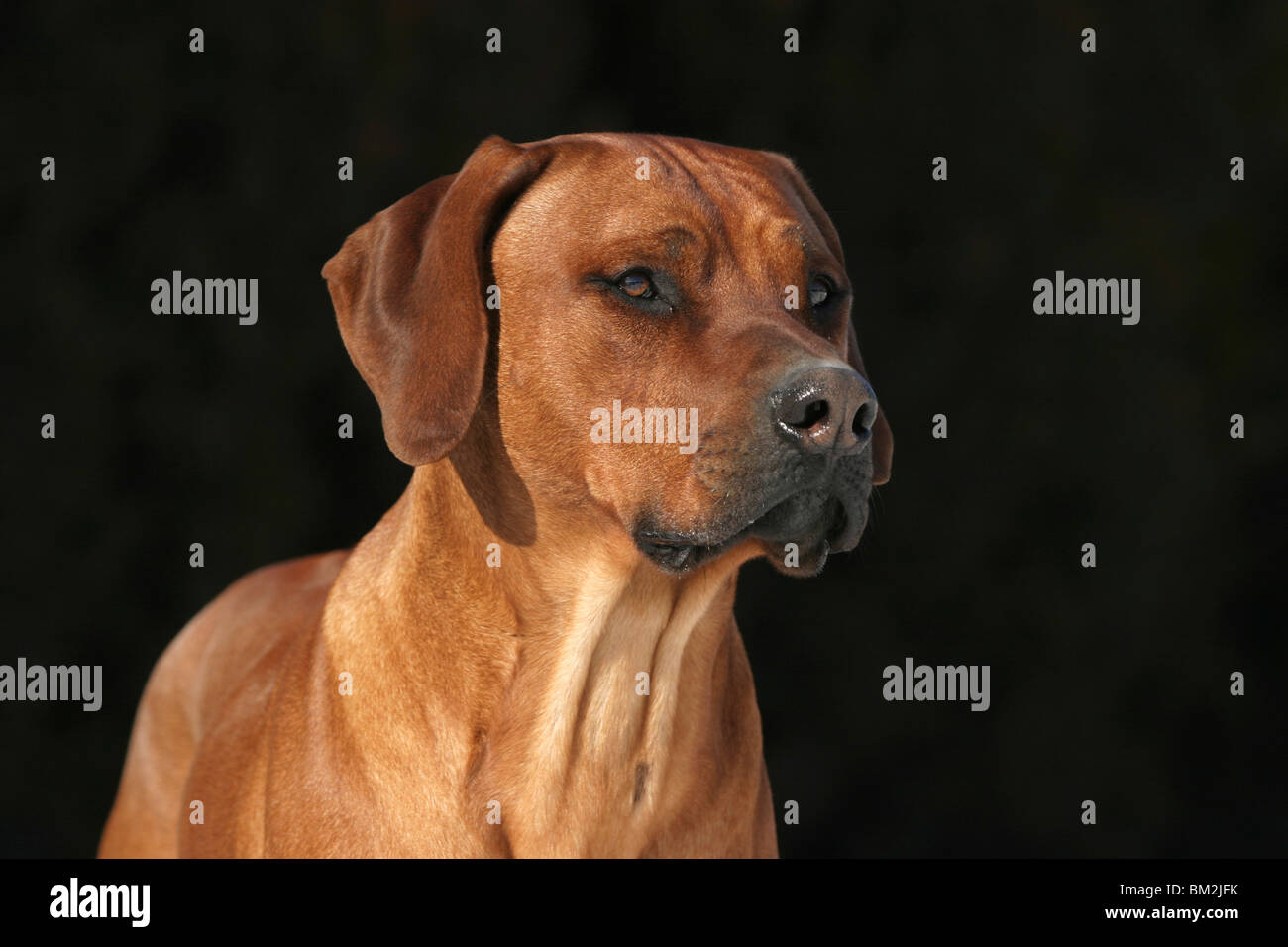 Rhodesian Ridgeback Portrait Stock Photo - Alamy