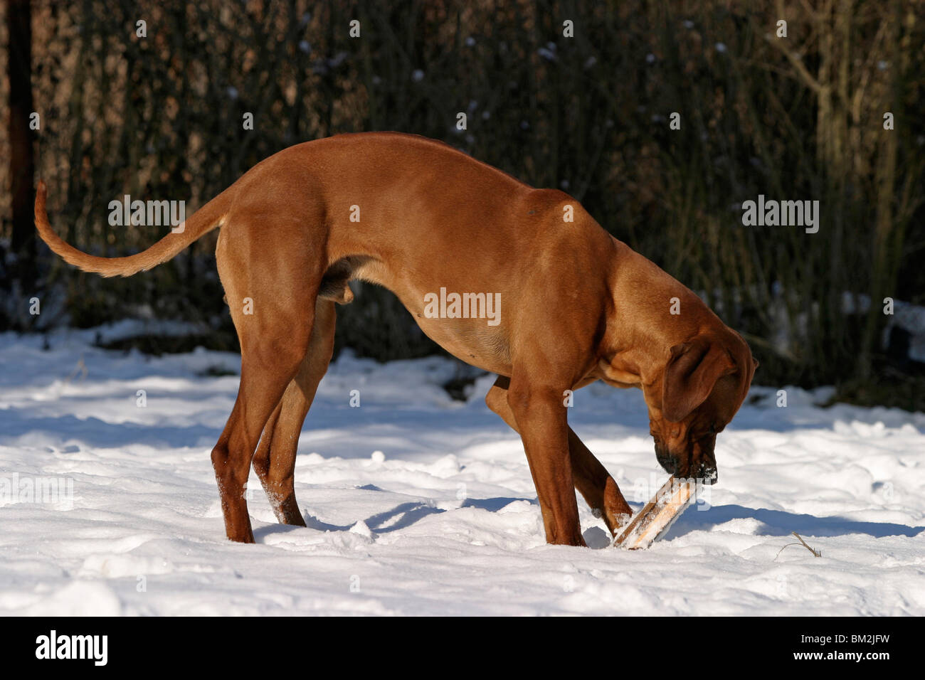 schnuppernder / snuffling Rhodesian Ridgeback Stock Photo - Alamy
