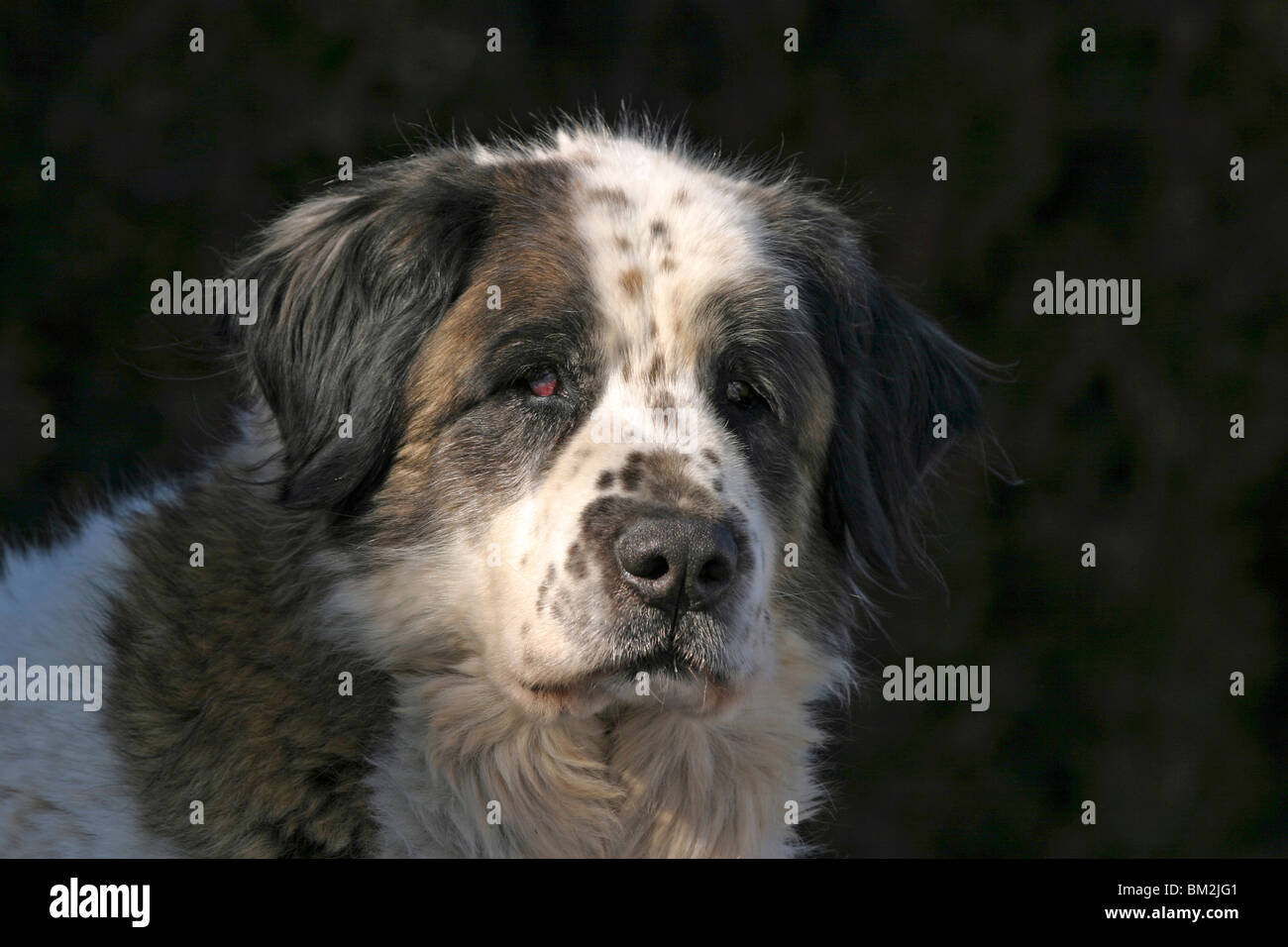 Moskauer wachhund moscow watchdog hi-res stock photography and images ...
