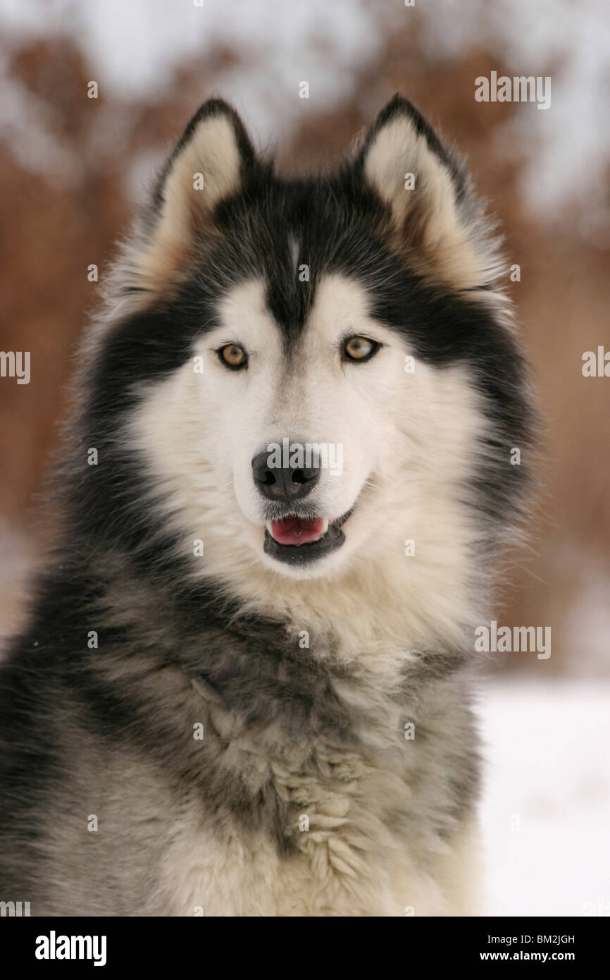 Sibirien Husky Portrait Stock Photo - Alamy