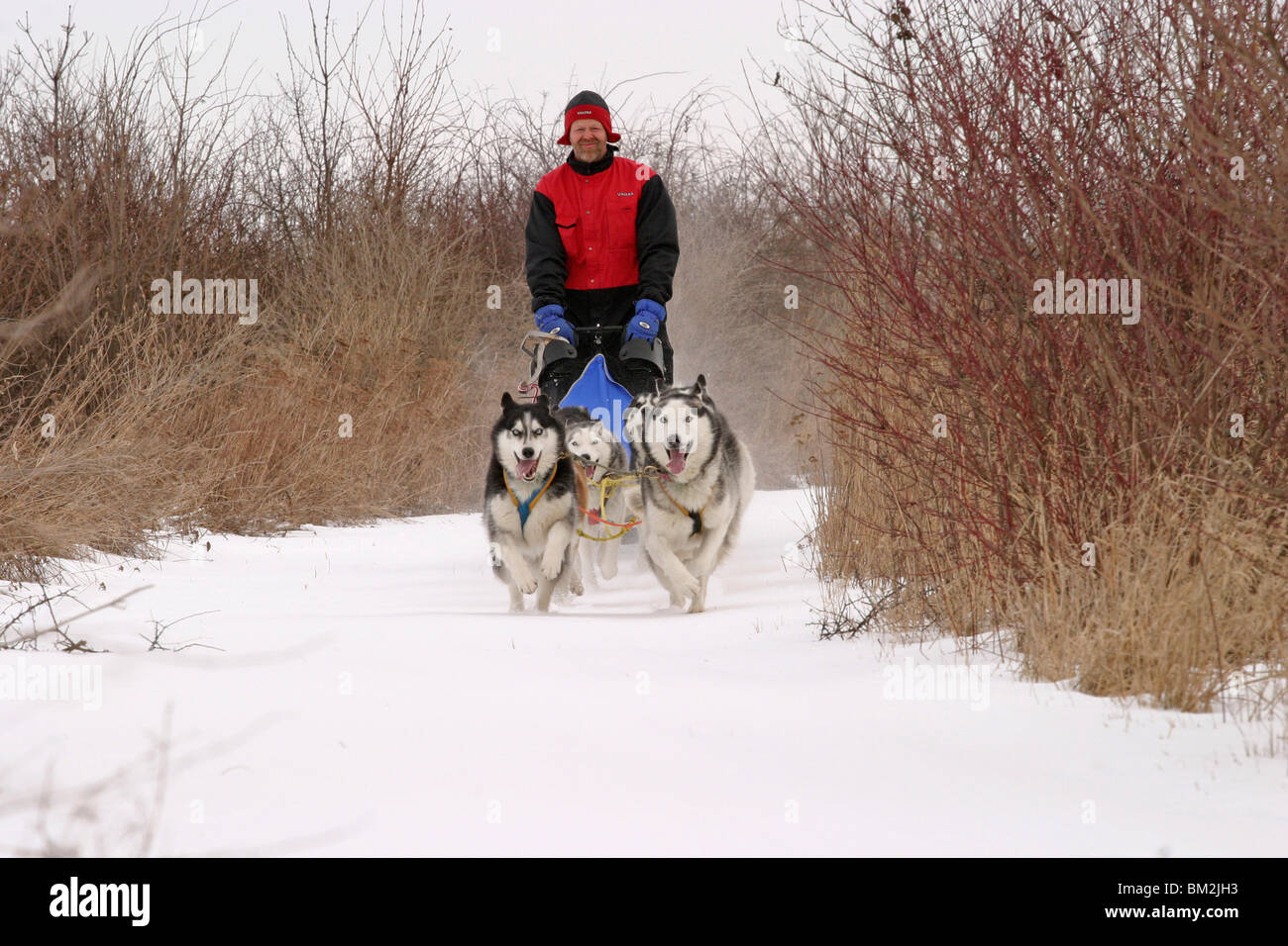 Musher beim Training Stock Photo - Alamy