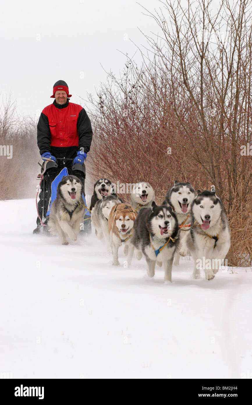 Musher beim Training Stock Photo - Alamy