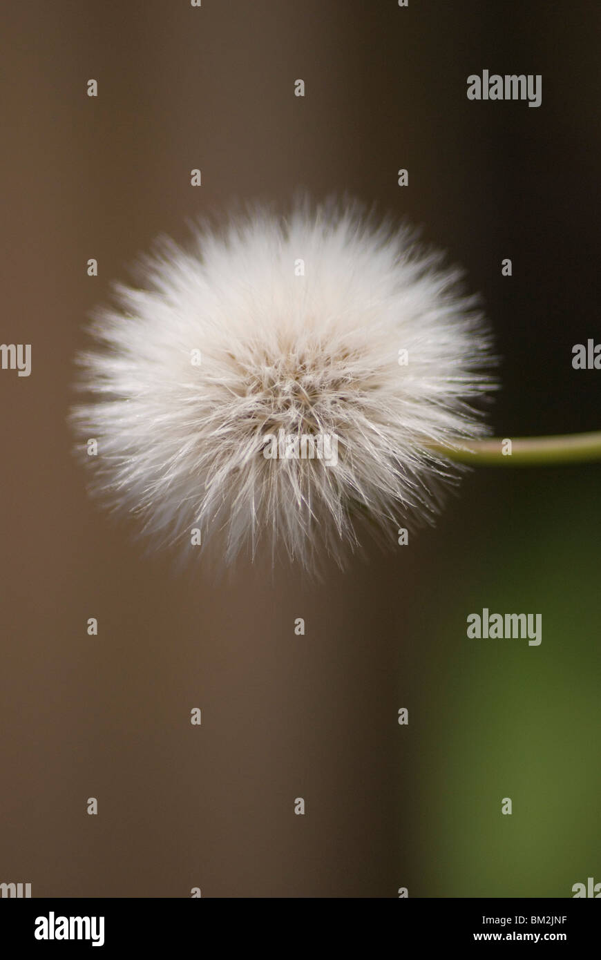 Dandelion Fluffy seed ball Stock Photo - Alamy